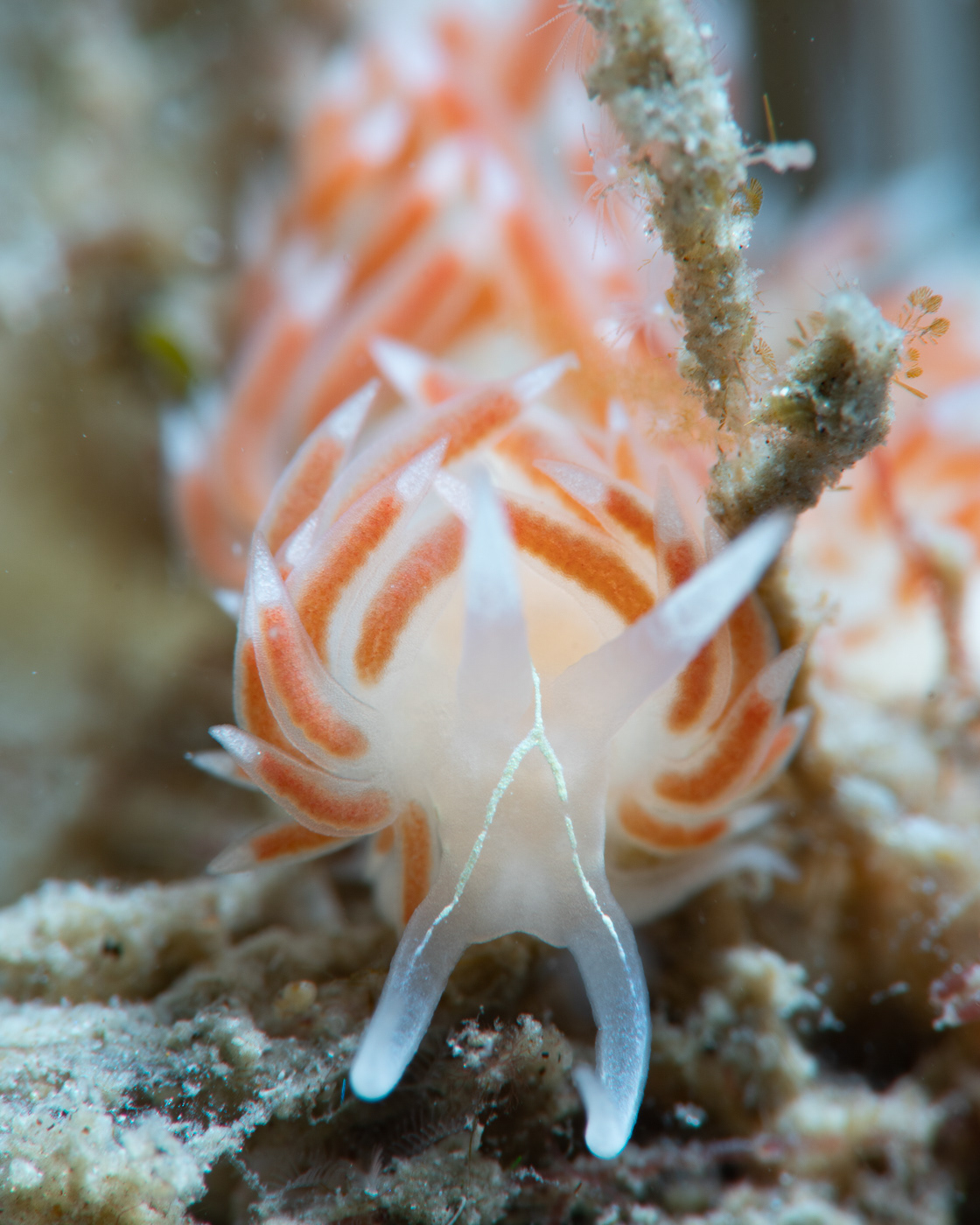 Gabriel Jensen - Urban Sea Slugs of Florida