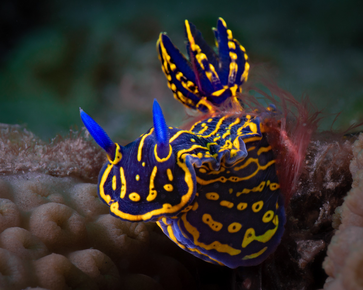 Gabriel Jensen - Urban Sea Slugs of Florida