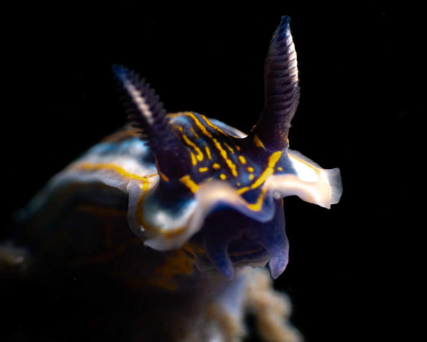 Gabriel Jensen - Urban Sea Slugs of Florida