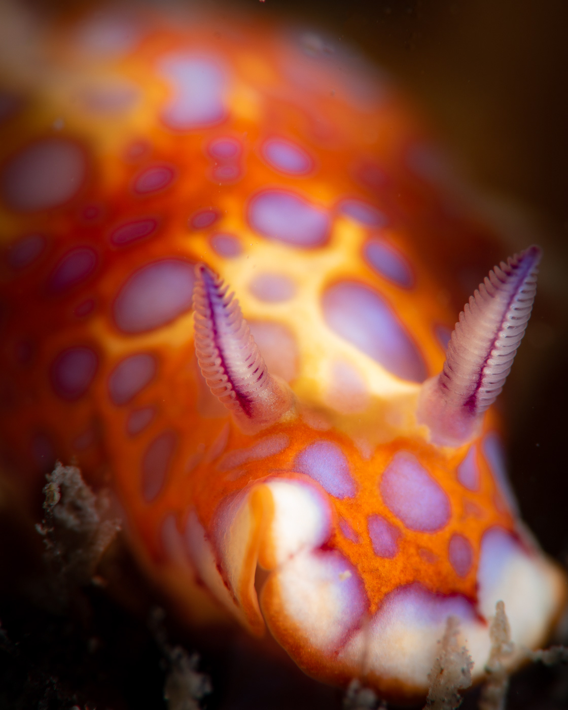 Gabriel Jensen - Urban Sea Slugs of Florida