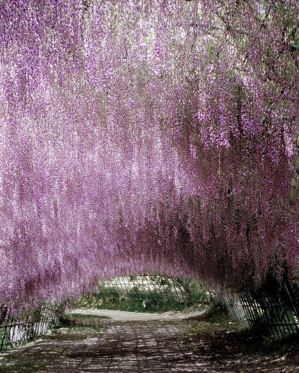 Kohki Yamaguchi - Japan