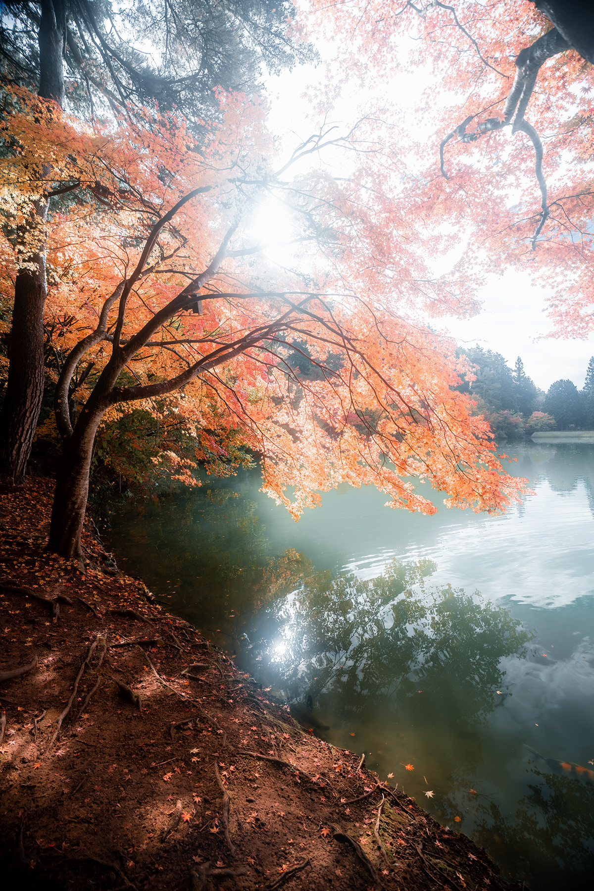 Kohki Yamaguchi - Japan