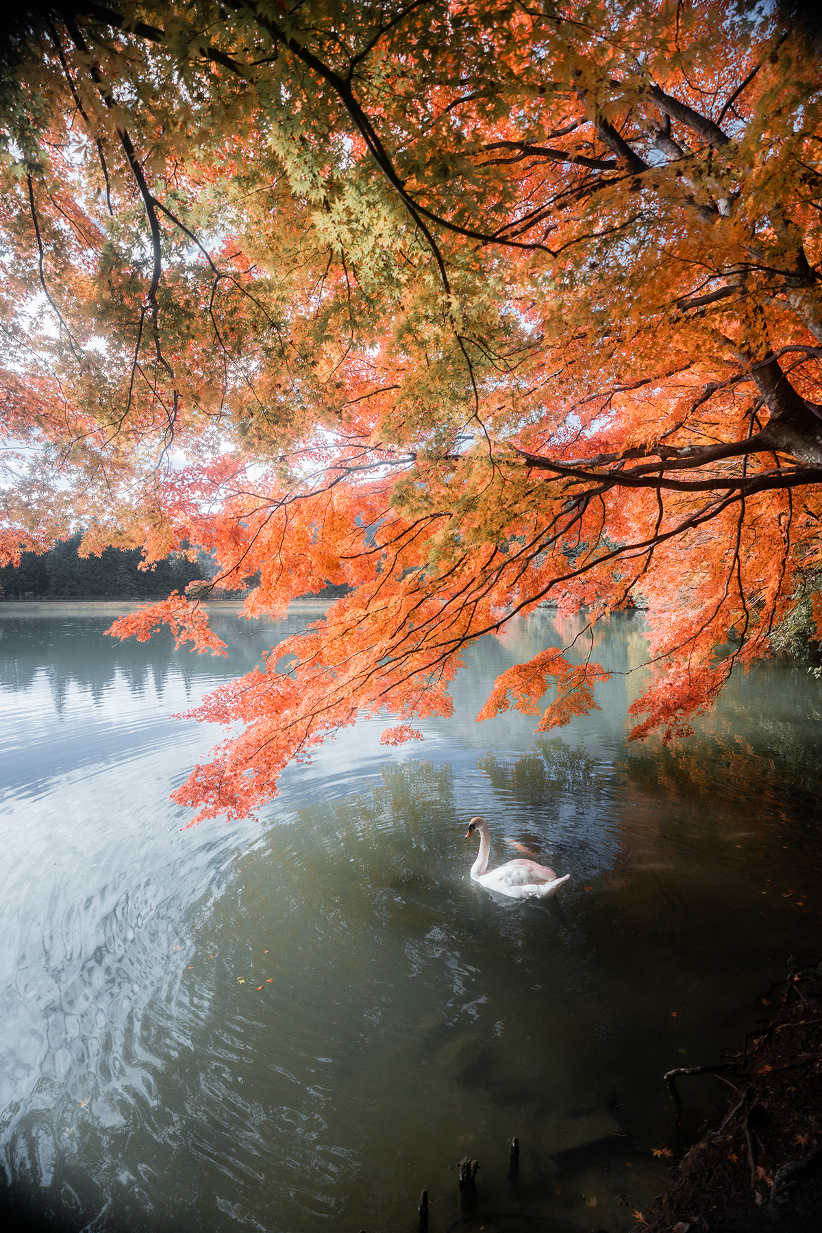 Kohki Yamaguchi - Japan