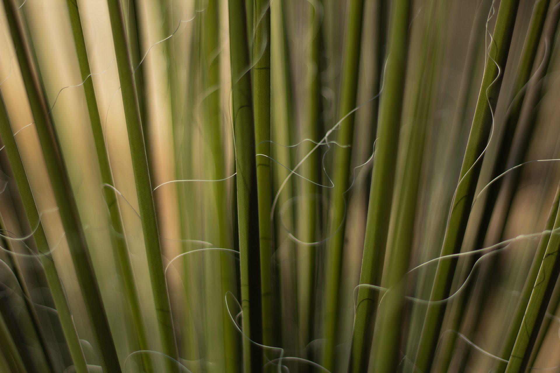 Falisha Johnson Portfolio - Photography