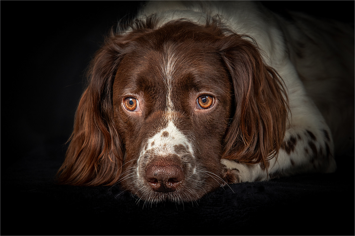 kevin pigney - Pet Portraits