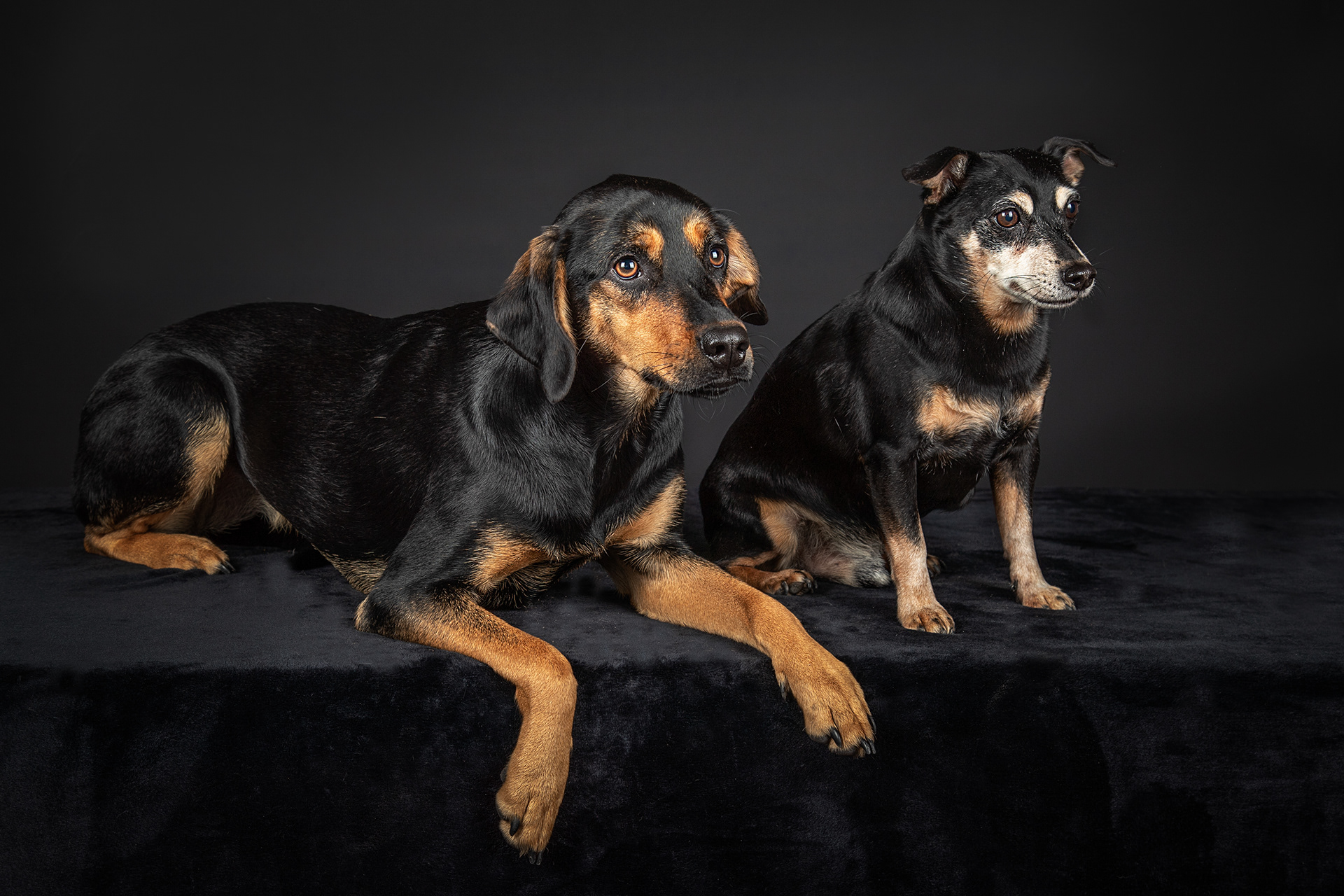 kevin pigney - Pet Portraits