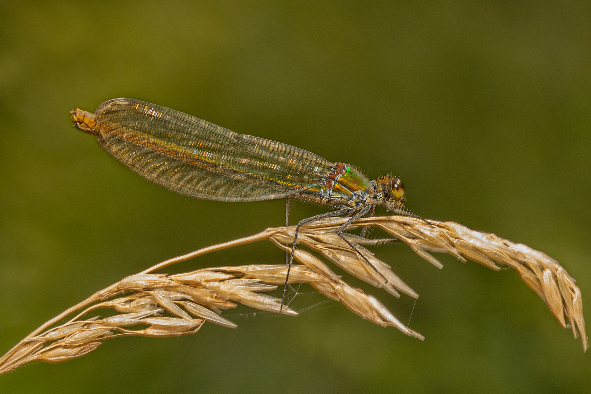 kevin pigney - Macro Photography