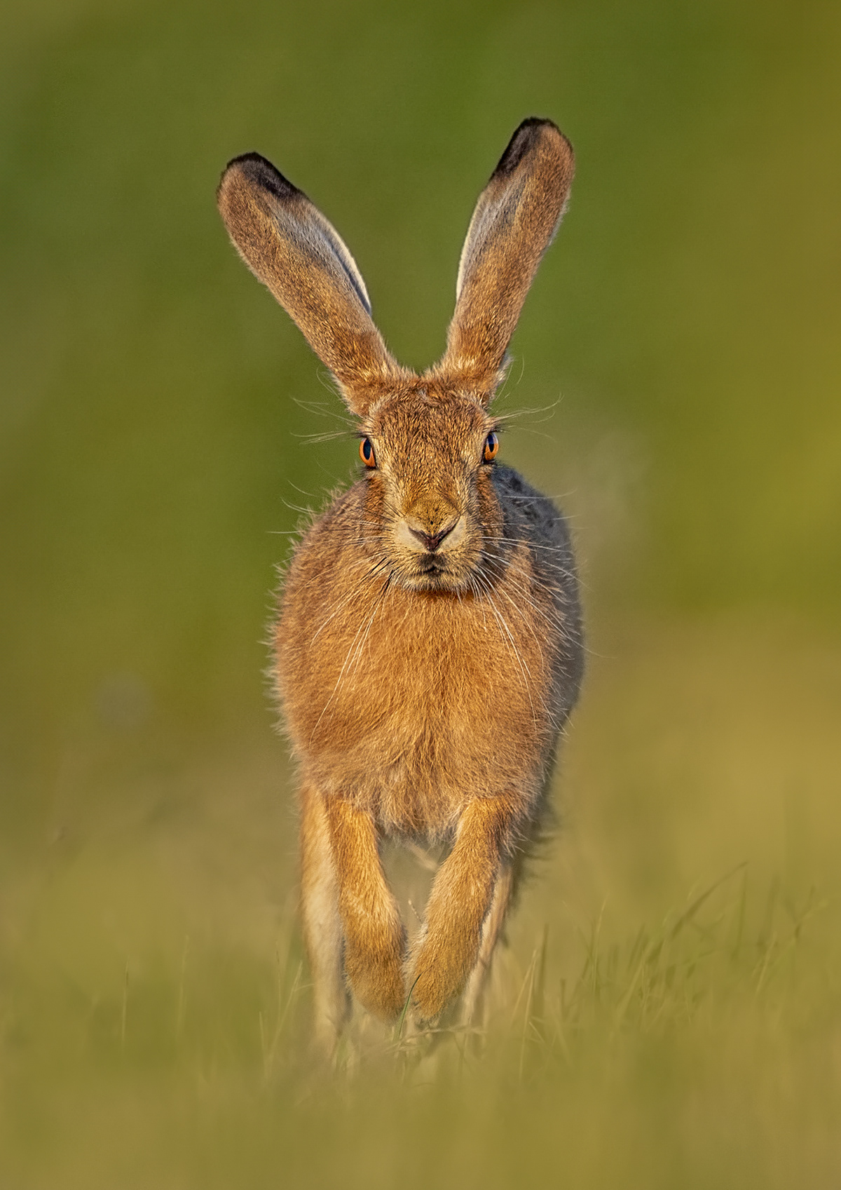 kevin pigney - FINE ART PRINTS