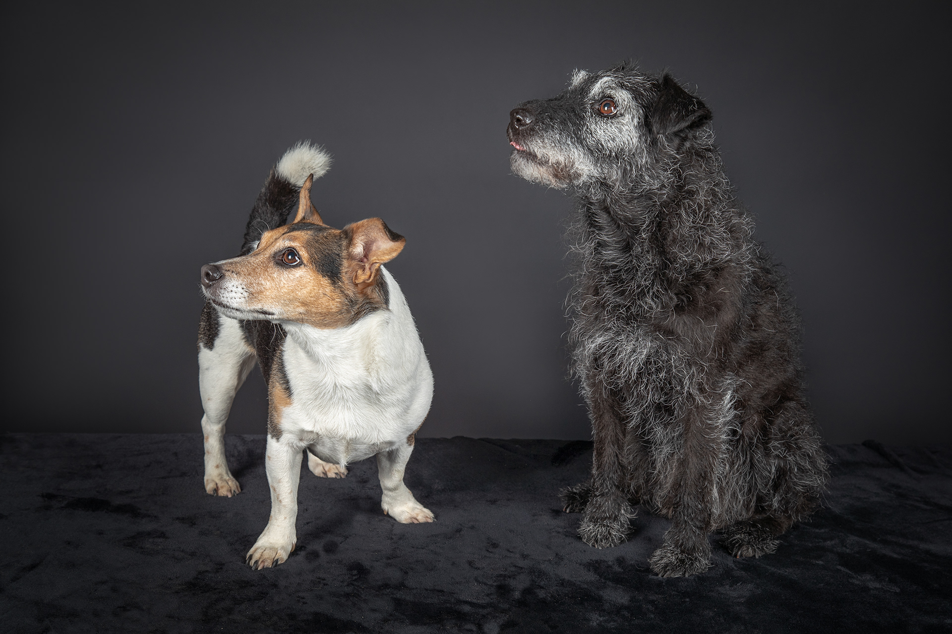 kevin pigney - Pet Portraits