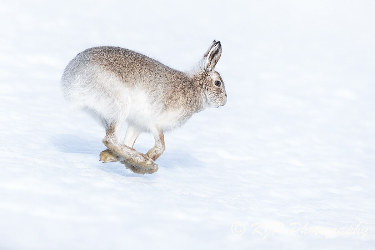 kevin pigney - Hares