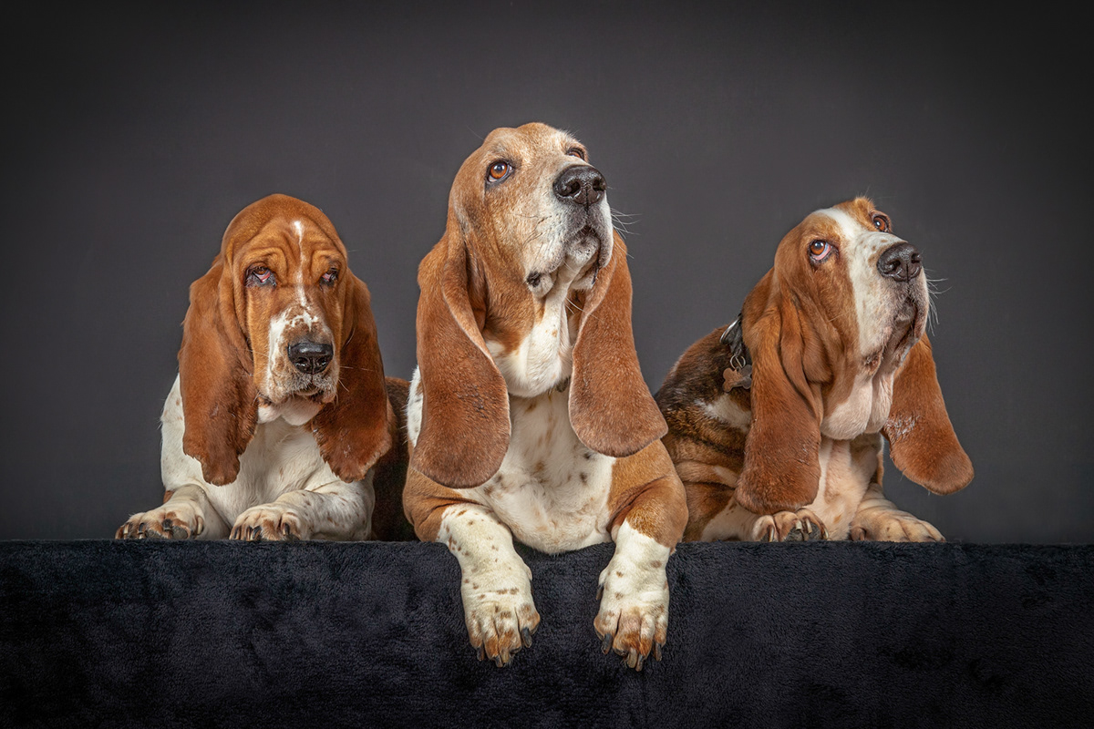 kevin pigney - Pet Portraits