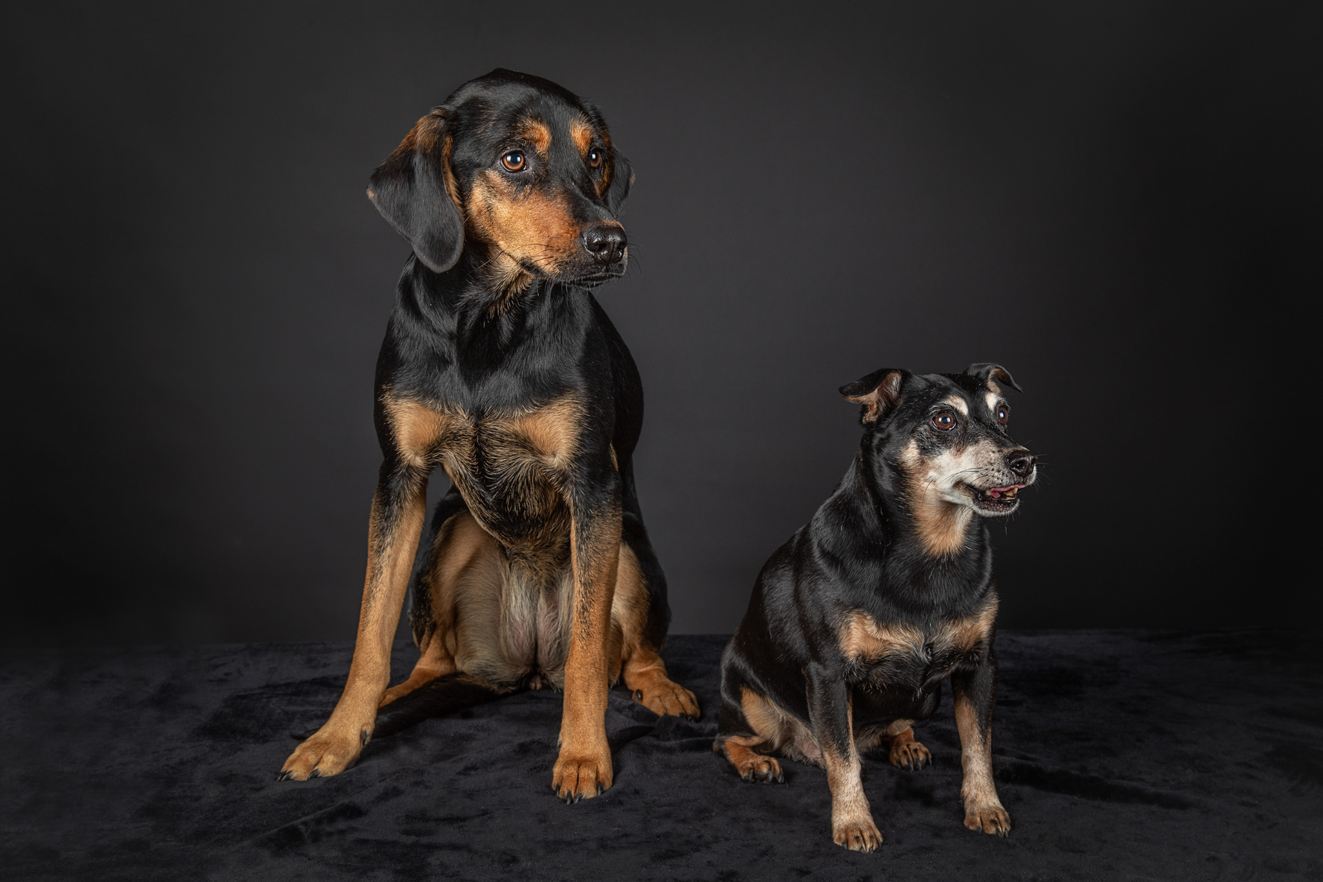 kevin pigney - Pet Portraits