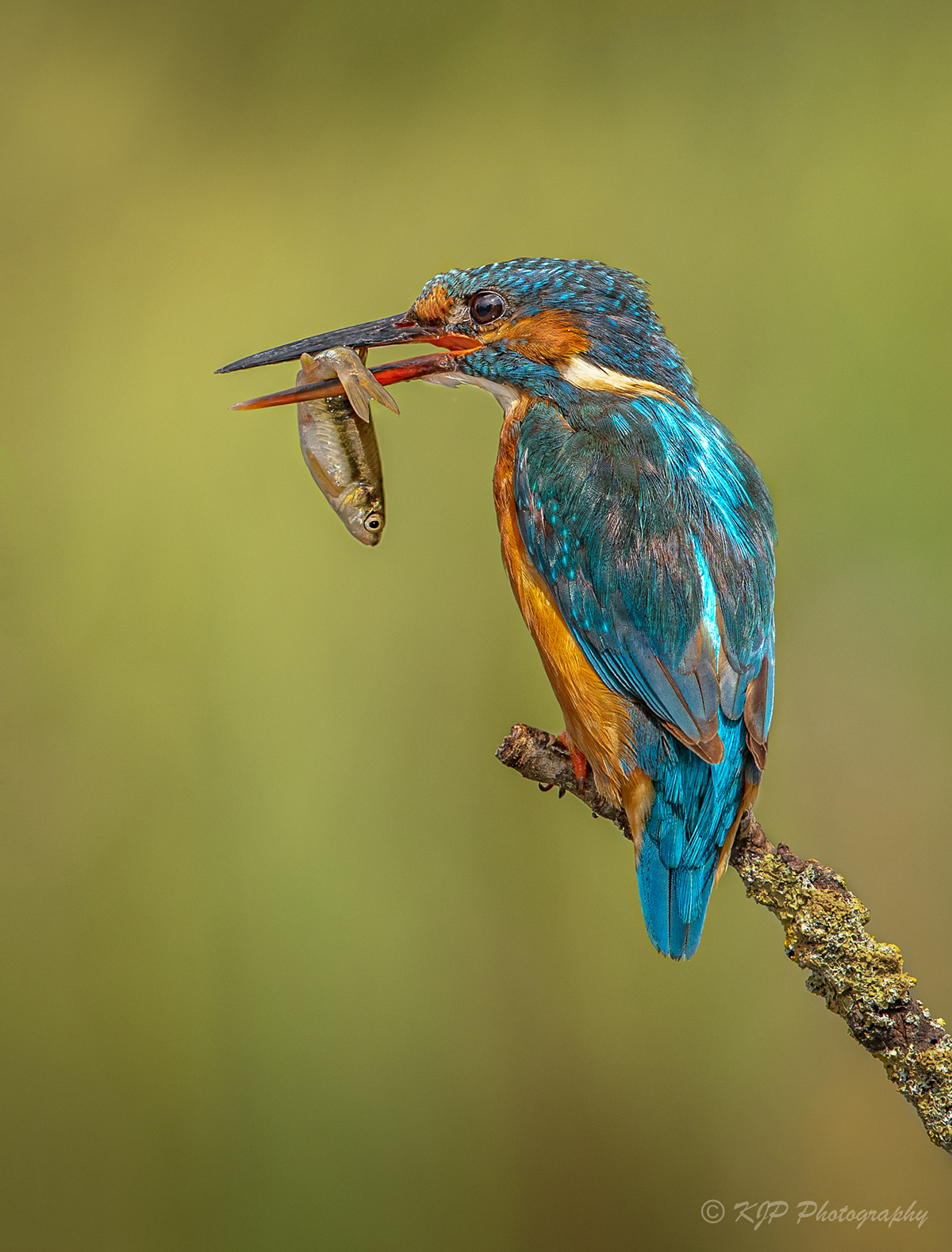 kevin pigney - New Images