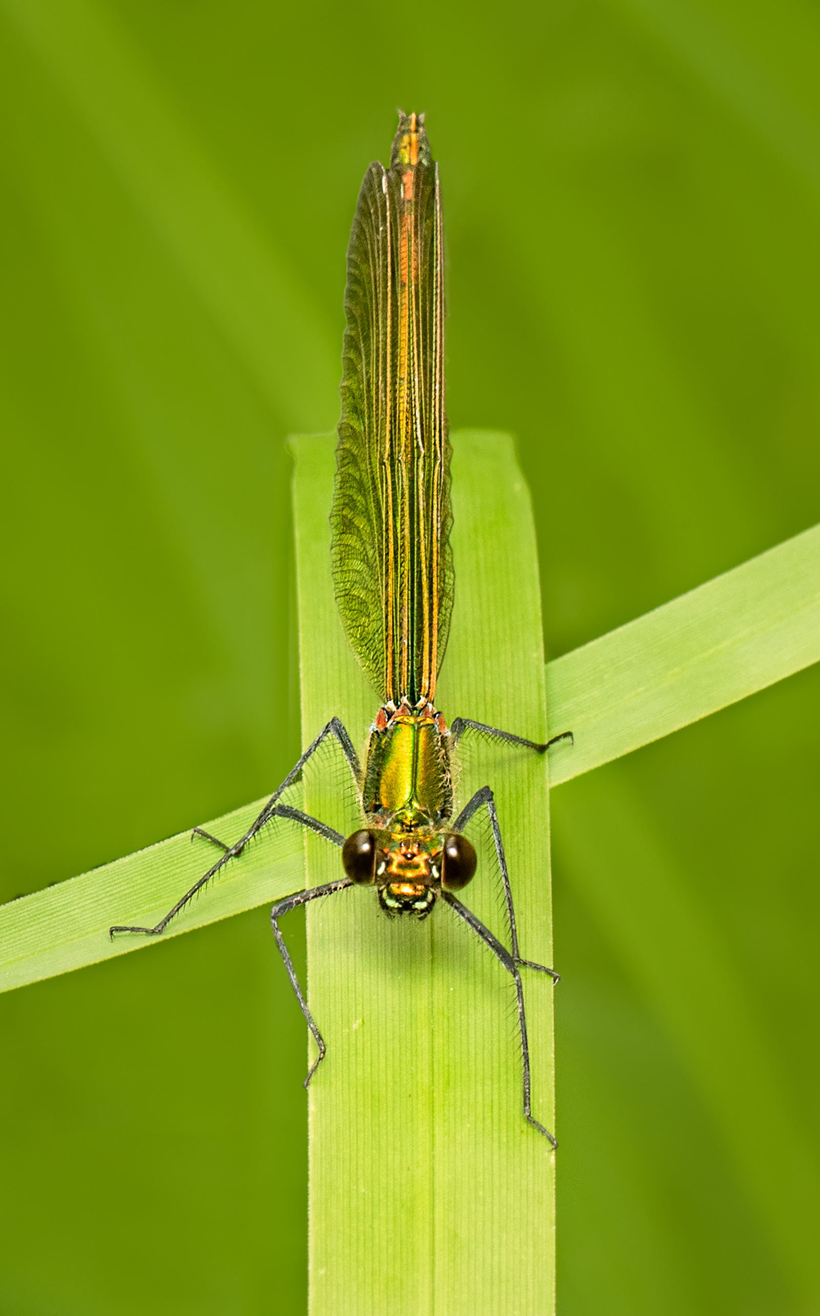 kevin pigney - Macro Photography