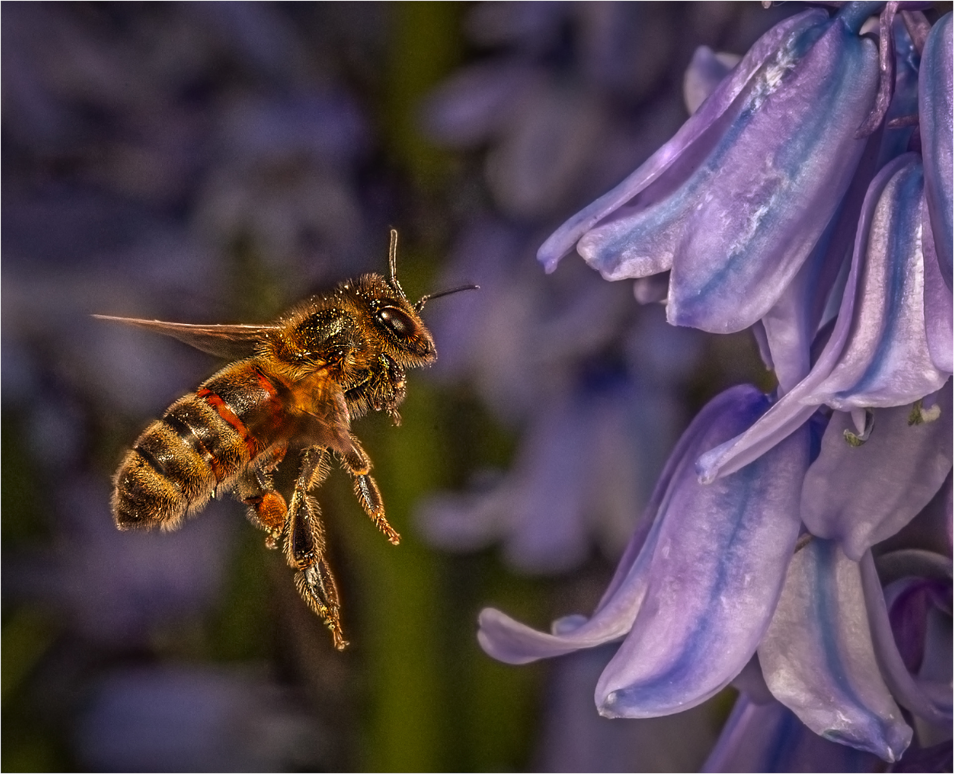 kevin pigney - Macro Photography