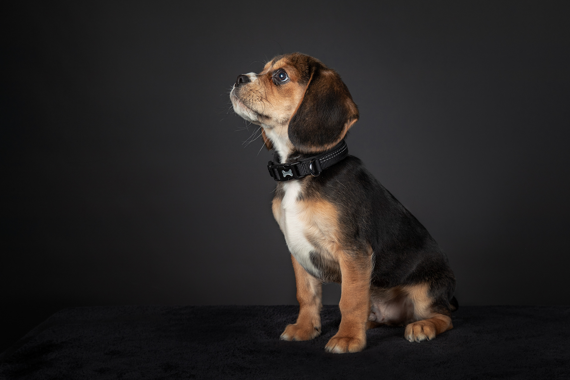kevin pigney - Pet Portraits