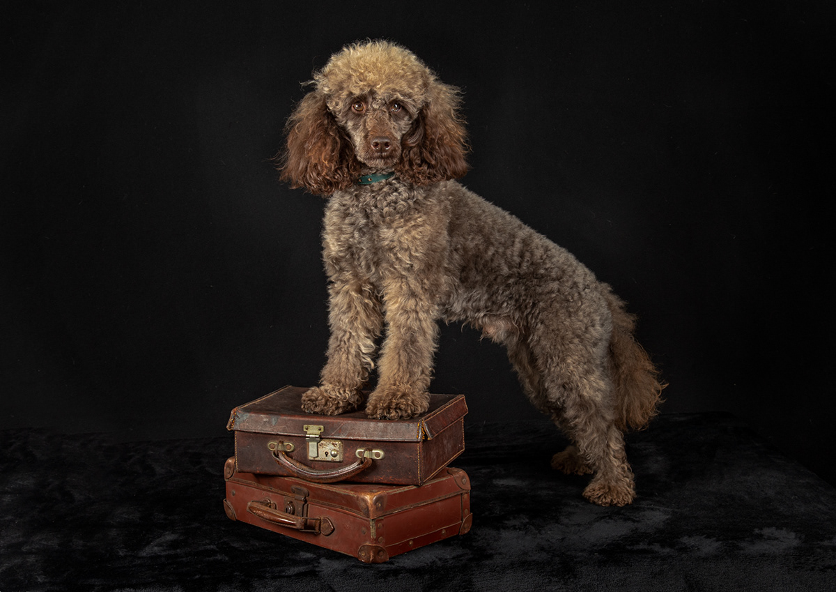kevin pigney - Pet Portraits