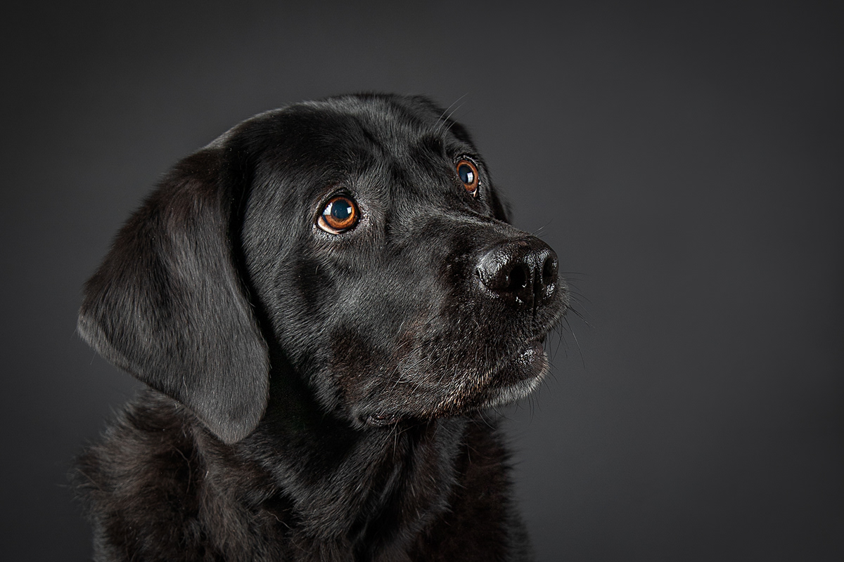 kevin pigney - Pet Portraits