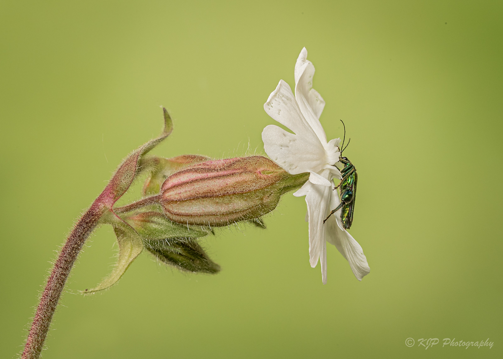 kevin pigney - Macro Photography