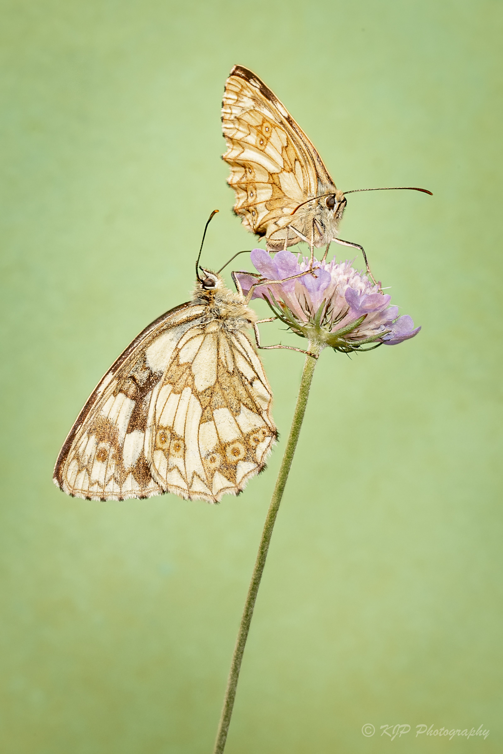 kevin pigney - Macro Photography