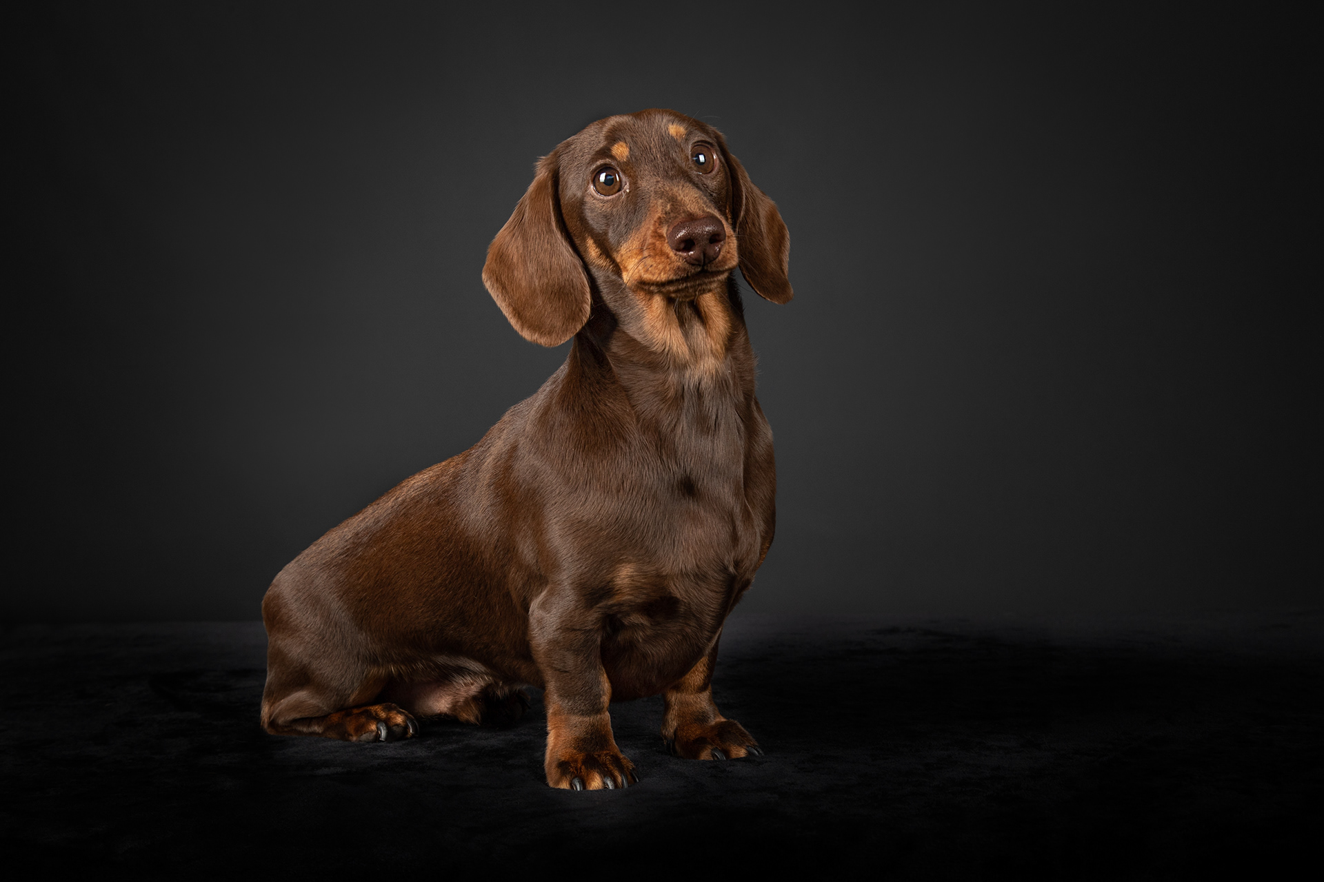 kevin pigney - Pet Portraits