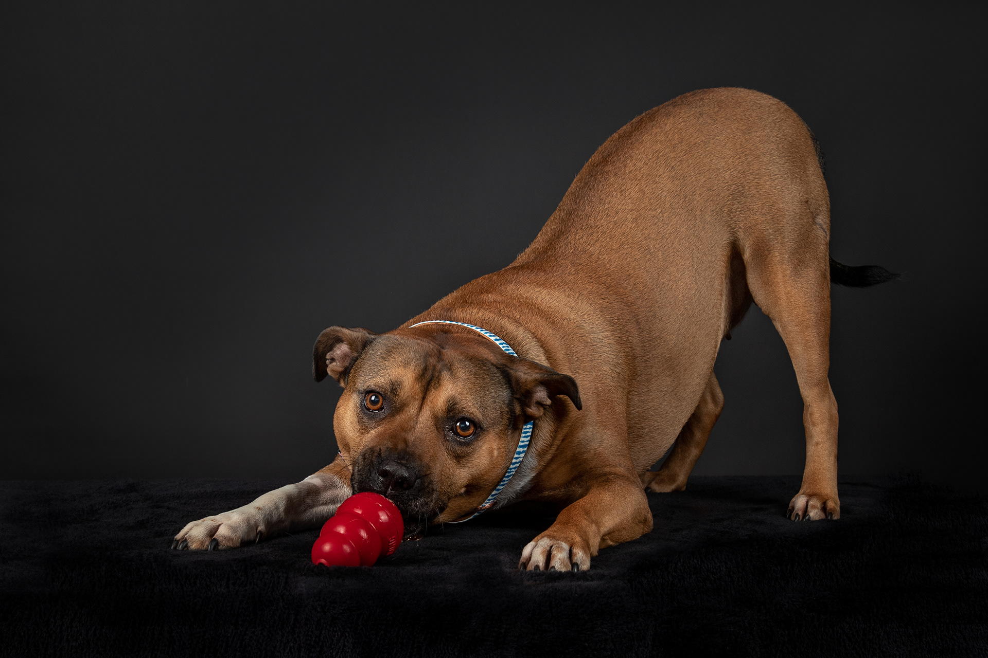 kevin pigney - Pet Portraits