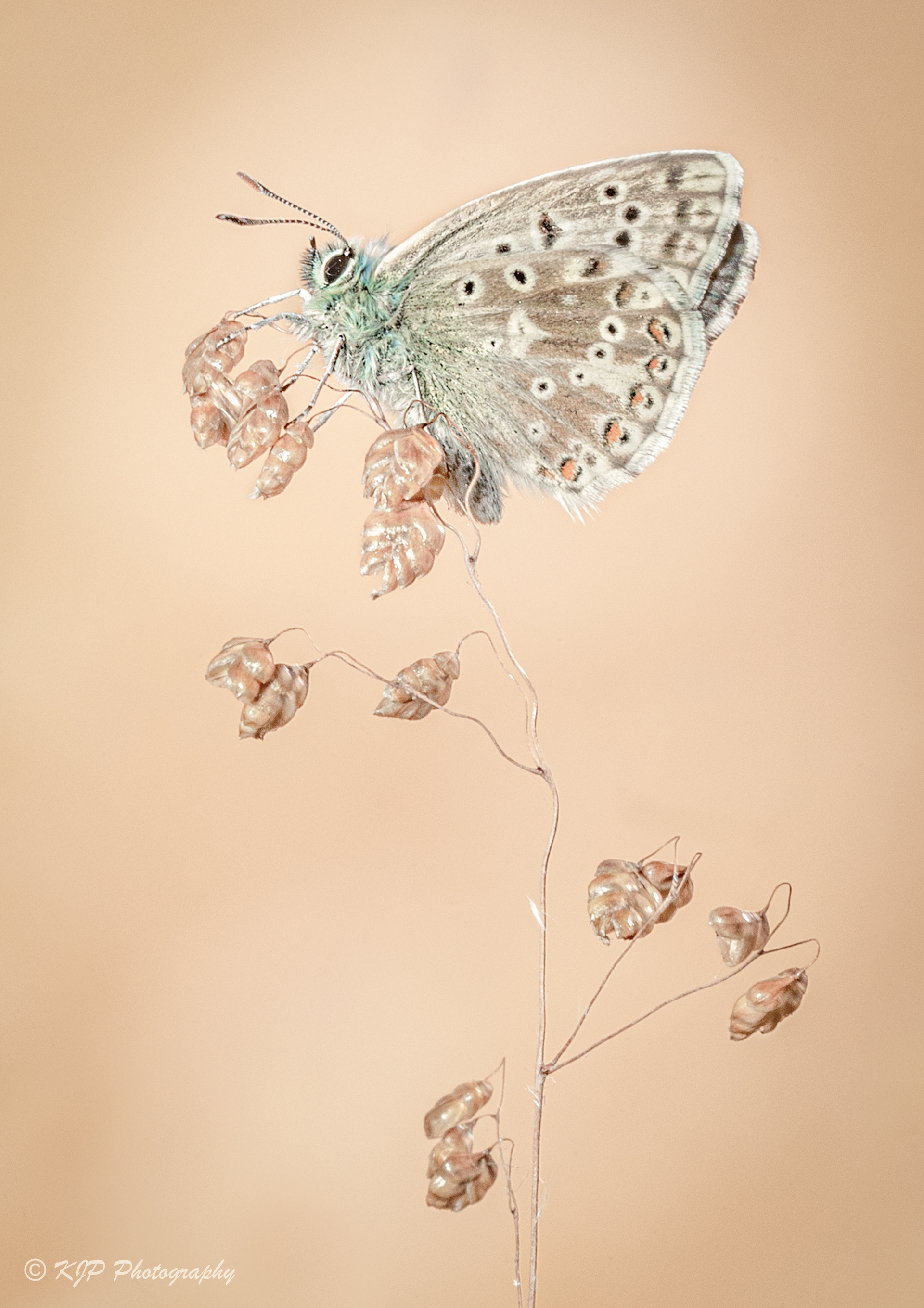kevin pigney - Macro Photography