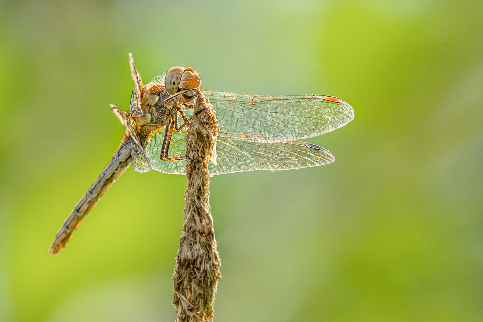 kevin pigney - Macro Photography