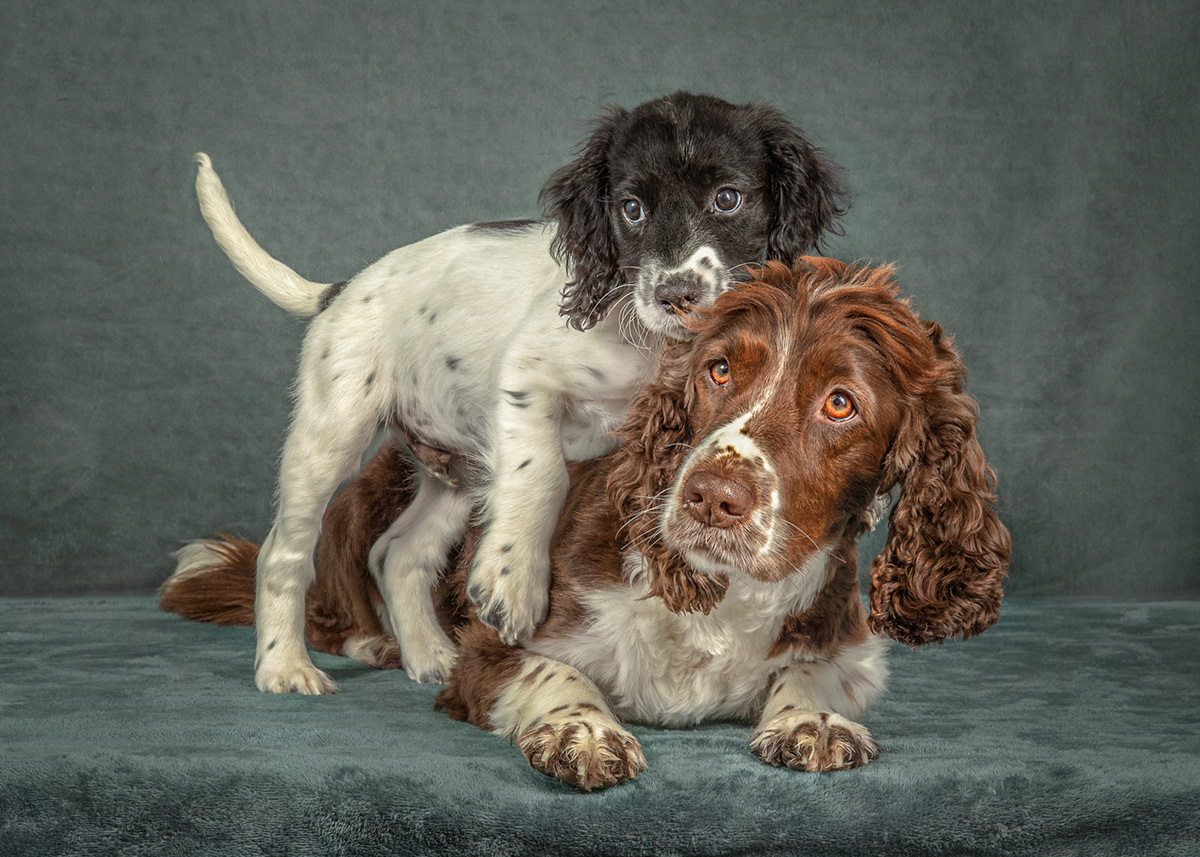 kevin pigney - Pet Portraits