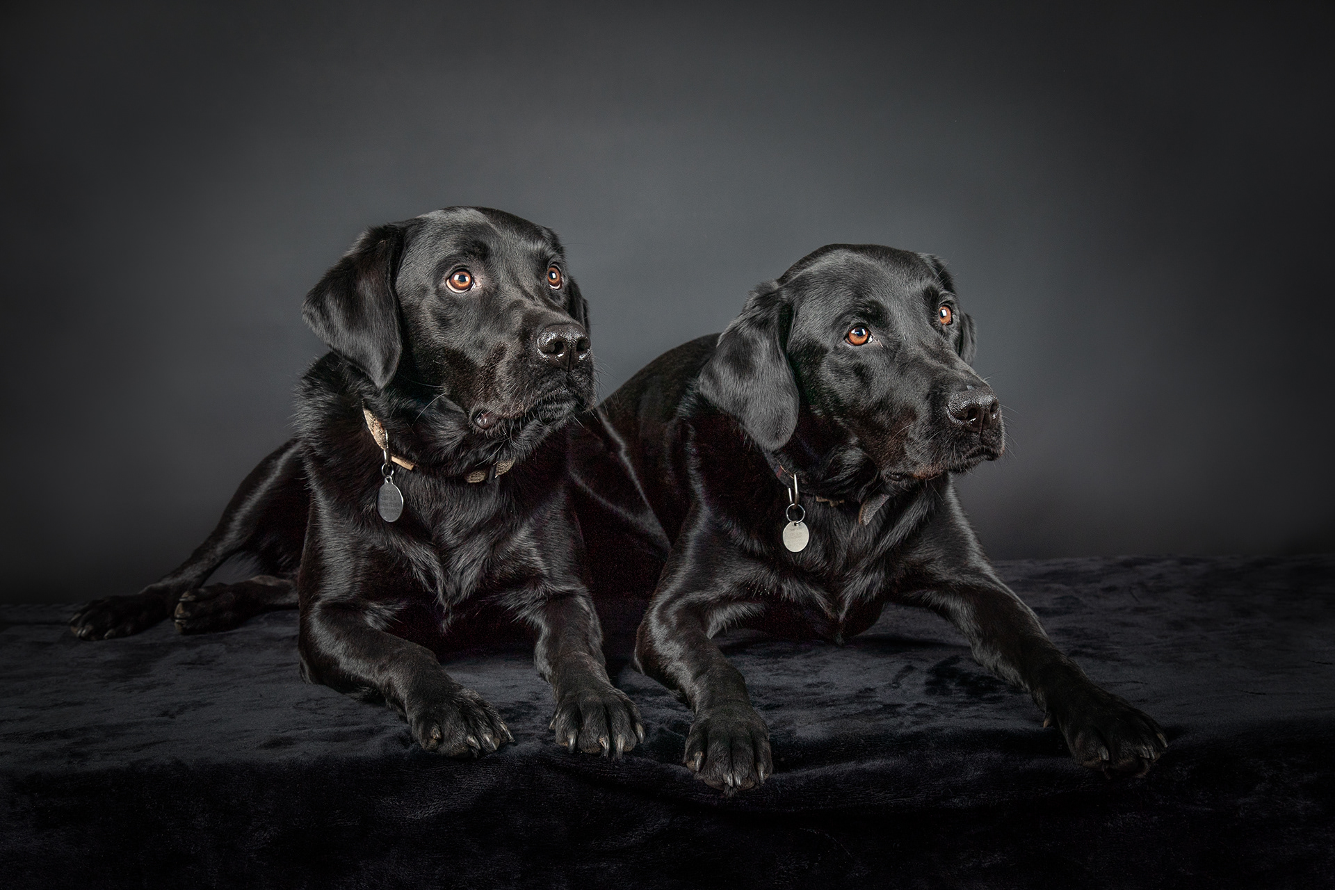 kevin pigney - Pet Portraits