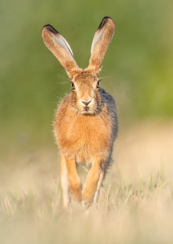 kevin pigney - FINE ART PRINTS