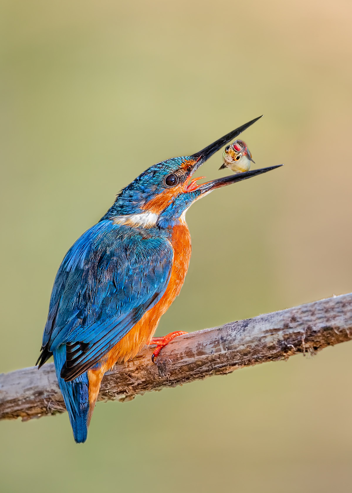 kevin pigney - New Images
