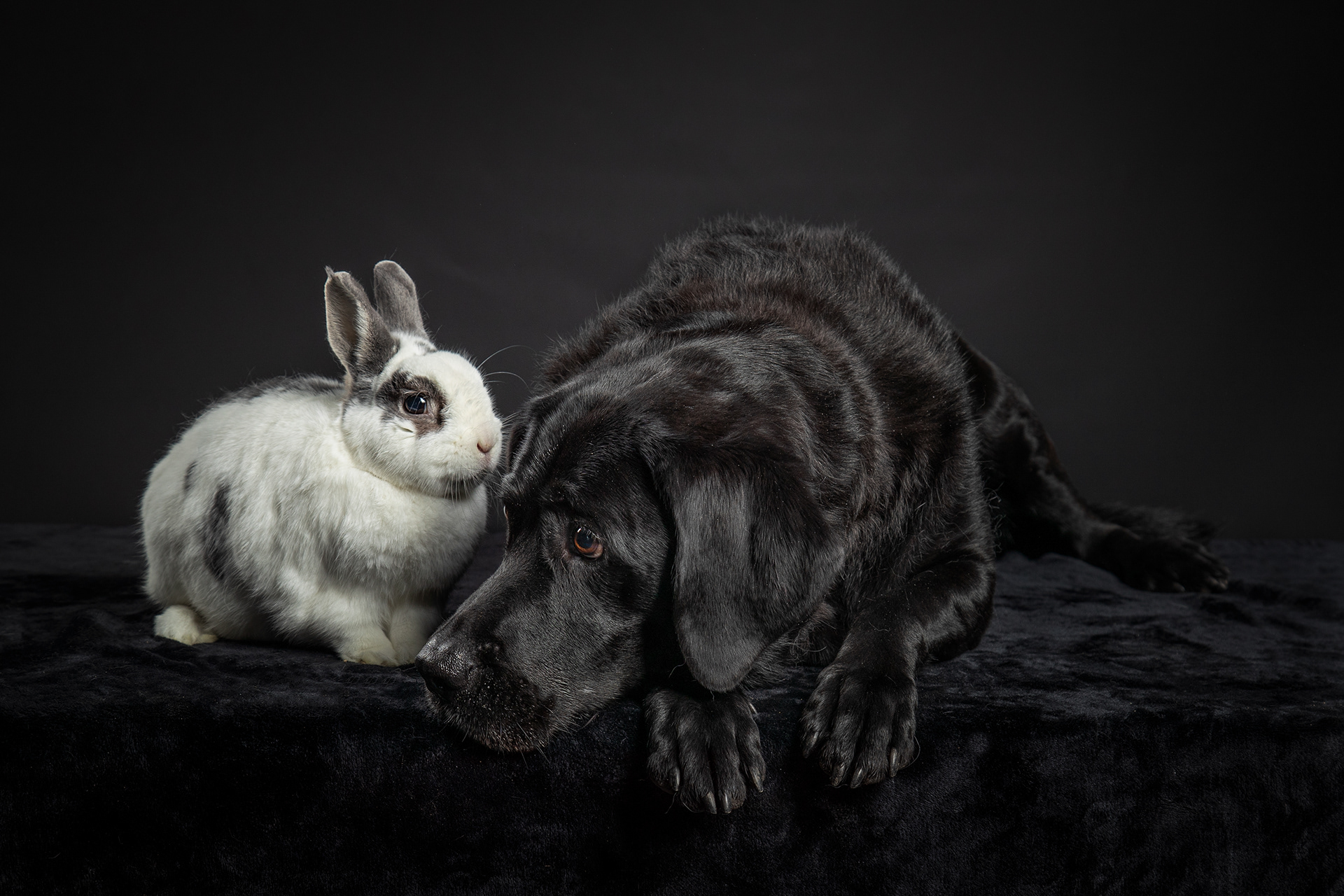 kevin pigney - Pet Portraits