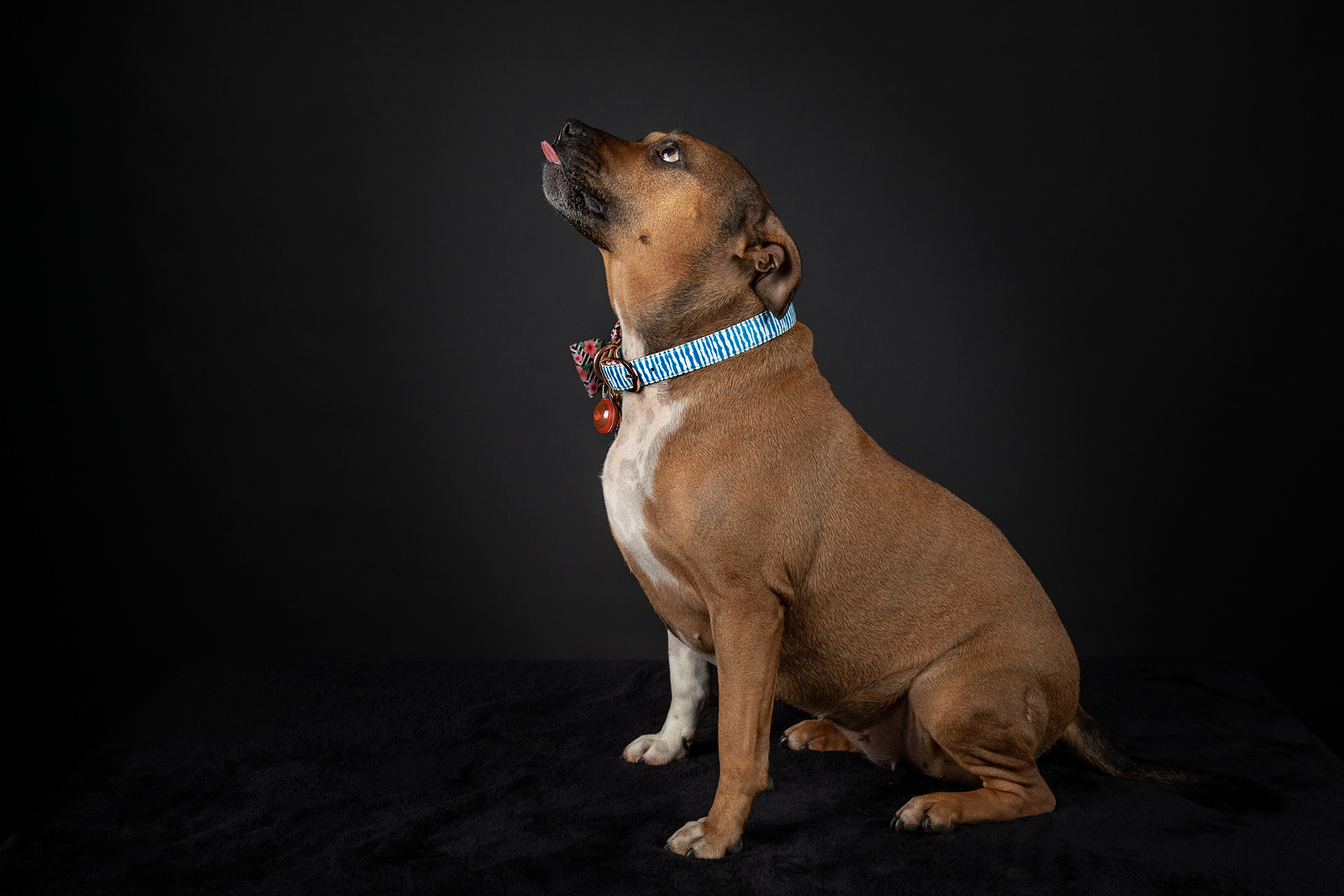 kevin pigney - Pet Portraits