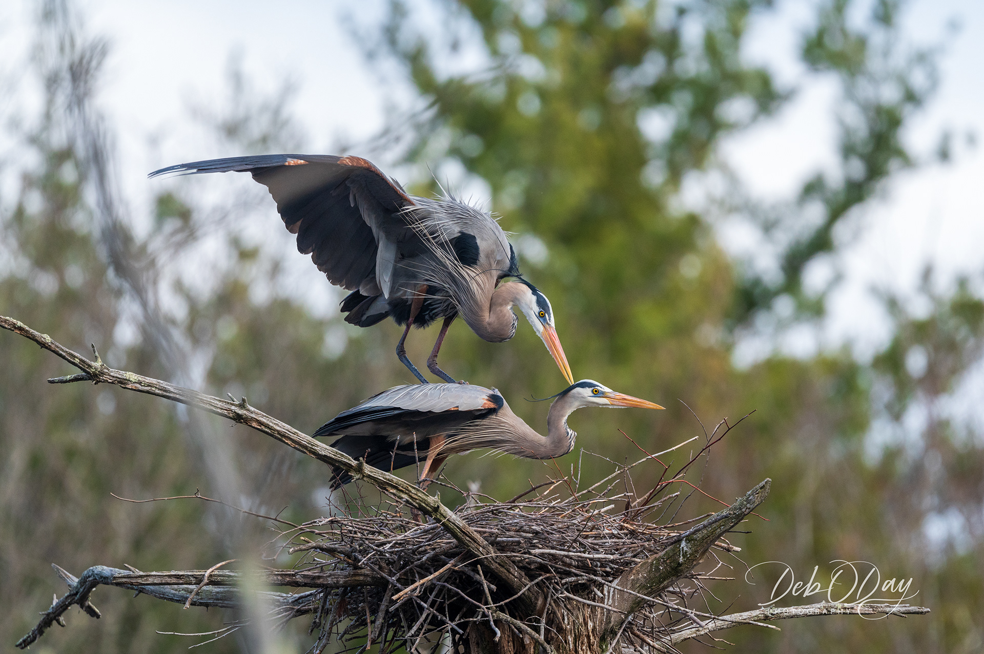 Deb Weil-ODay Photography - - BIRDING: Eagles, Herons, Owls & Hawks