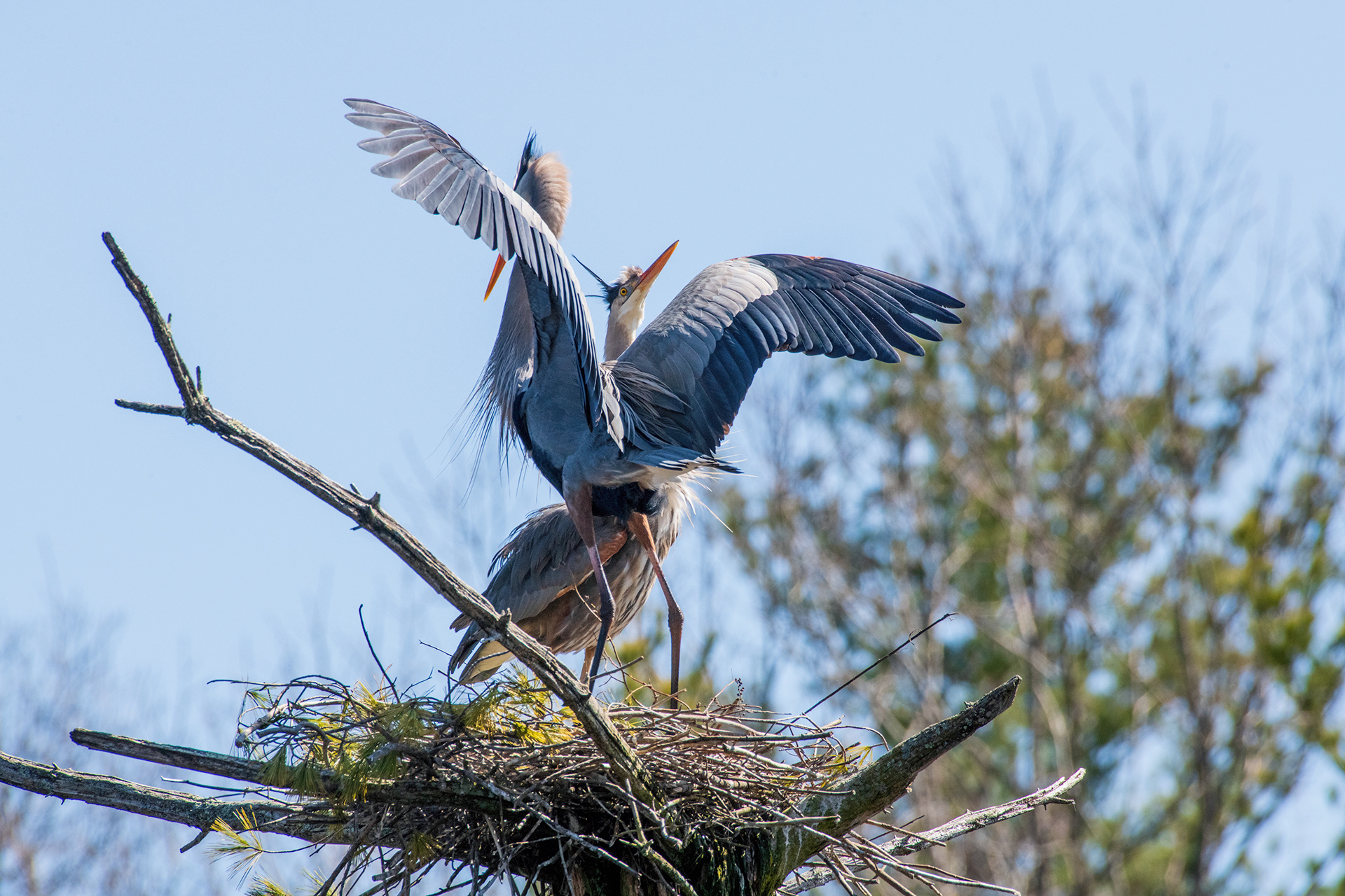 Deb Weil-ODay Photography - - BIRDING: Eagles, Herons, Owls & Hawks