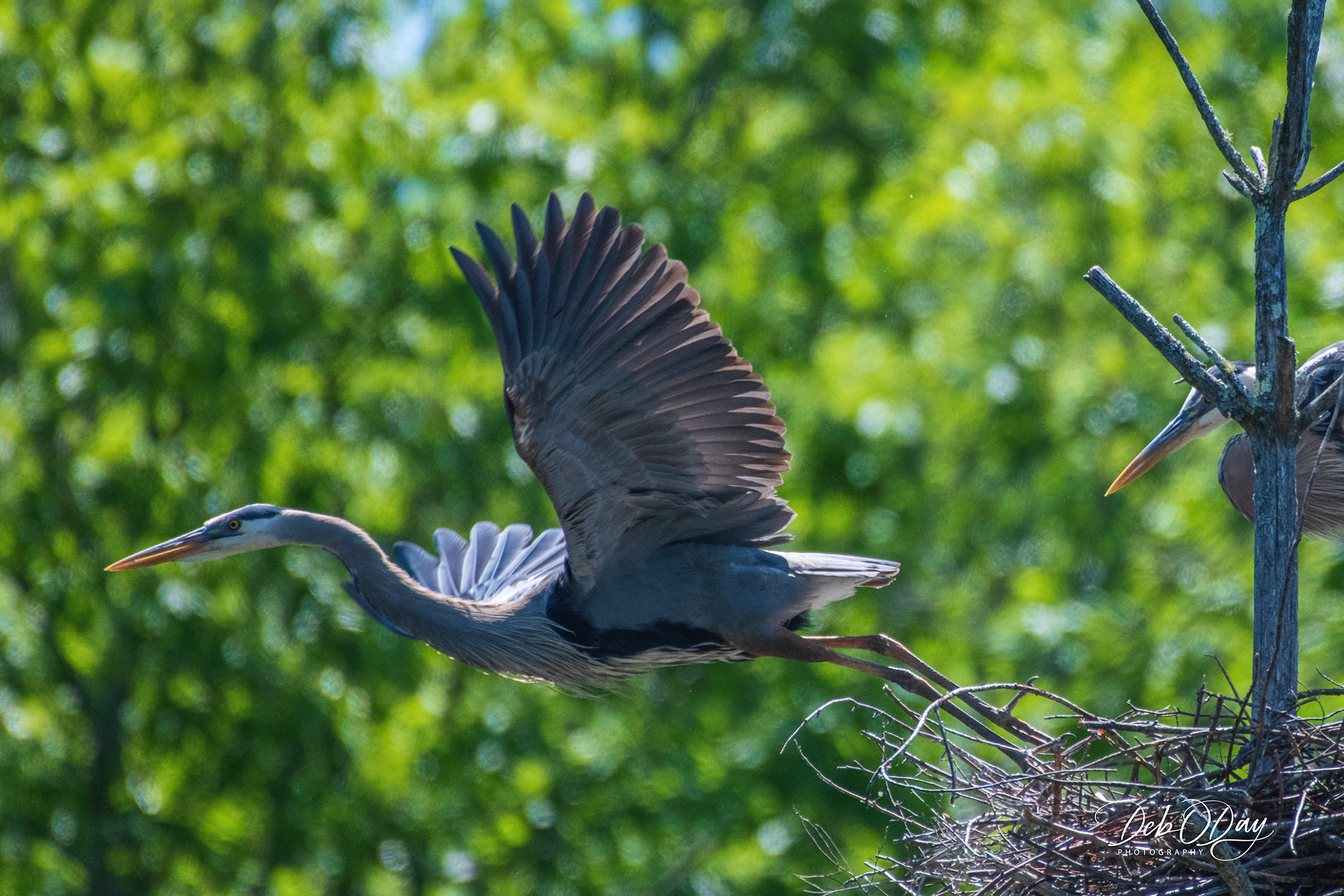 Deb Weil-ODay Photography - - BIRDING: Eagles, Herons, Owls & Hawks