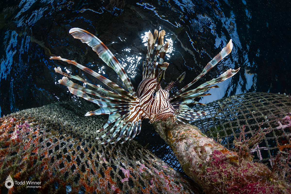 Todd Winner Photography