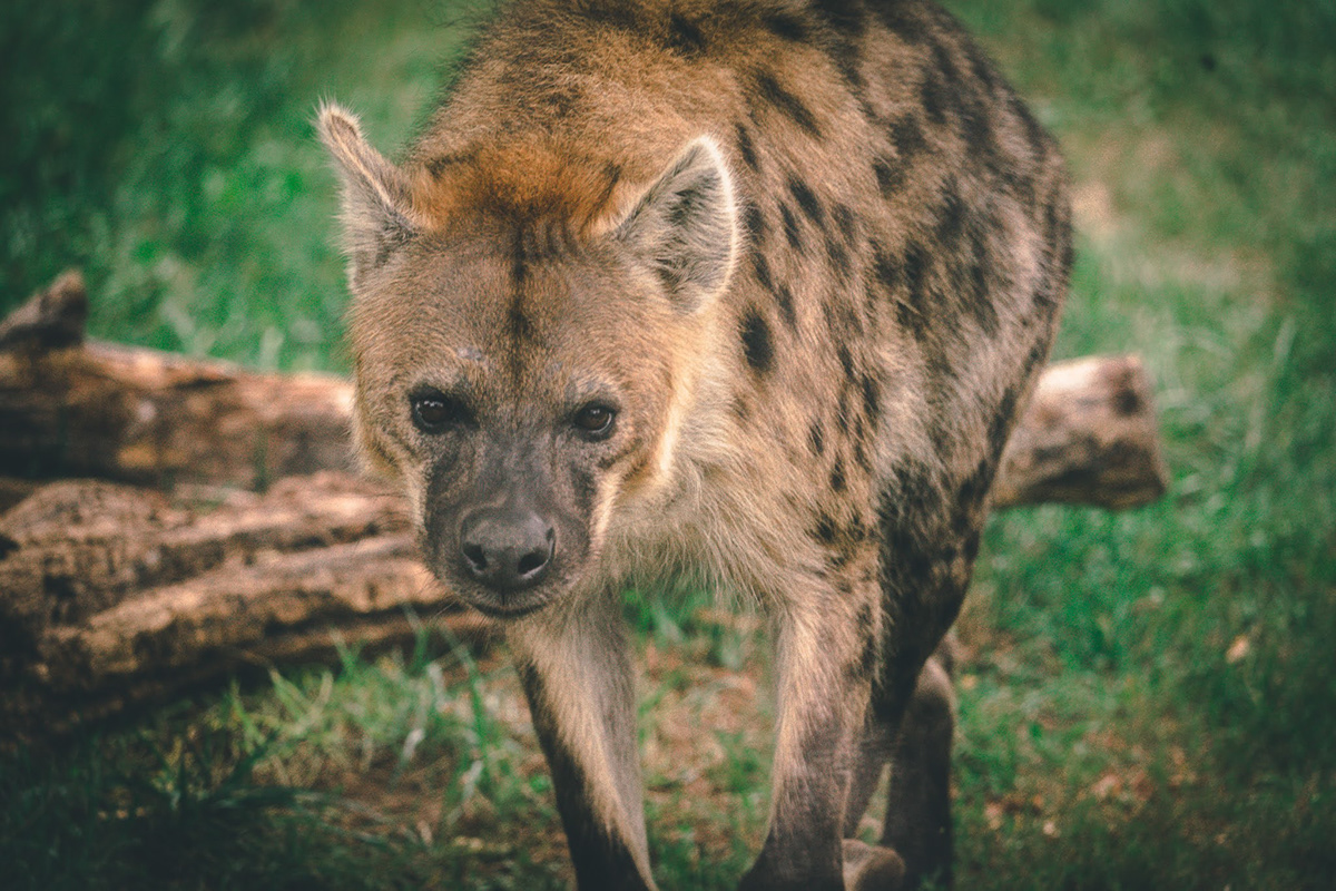 Babour Zainullah - Animals