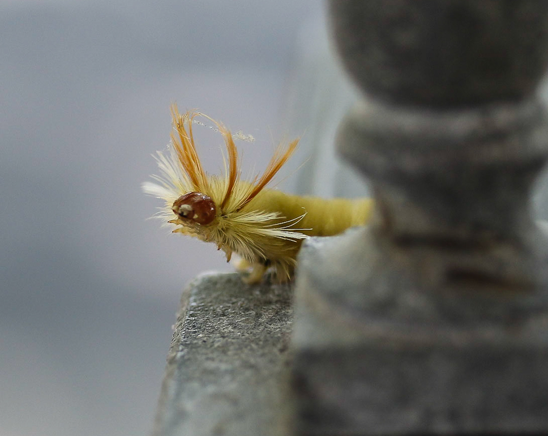 Jerry Katz - Insects