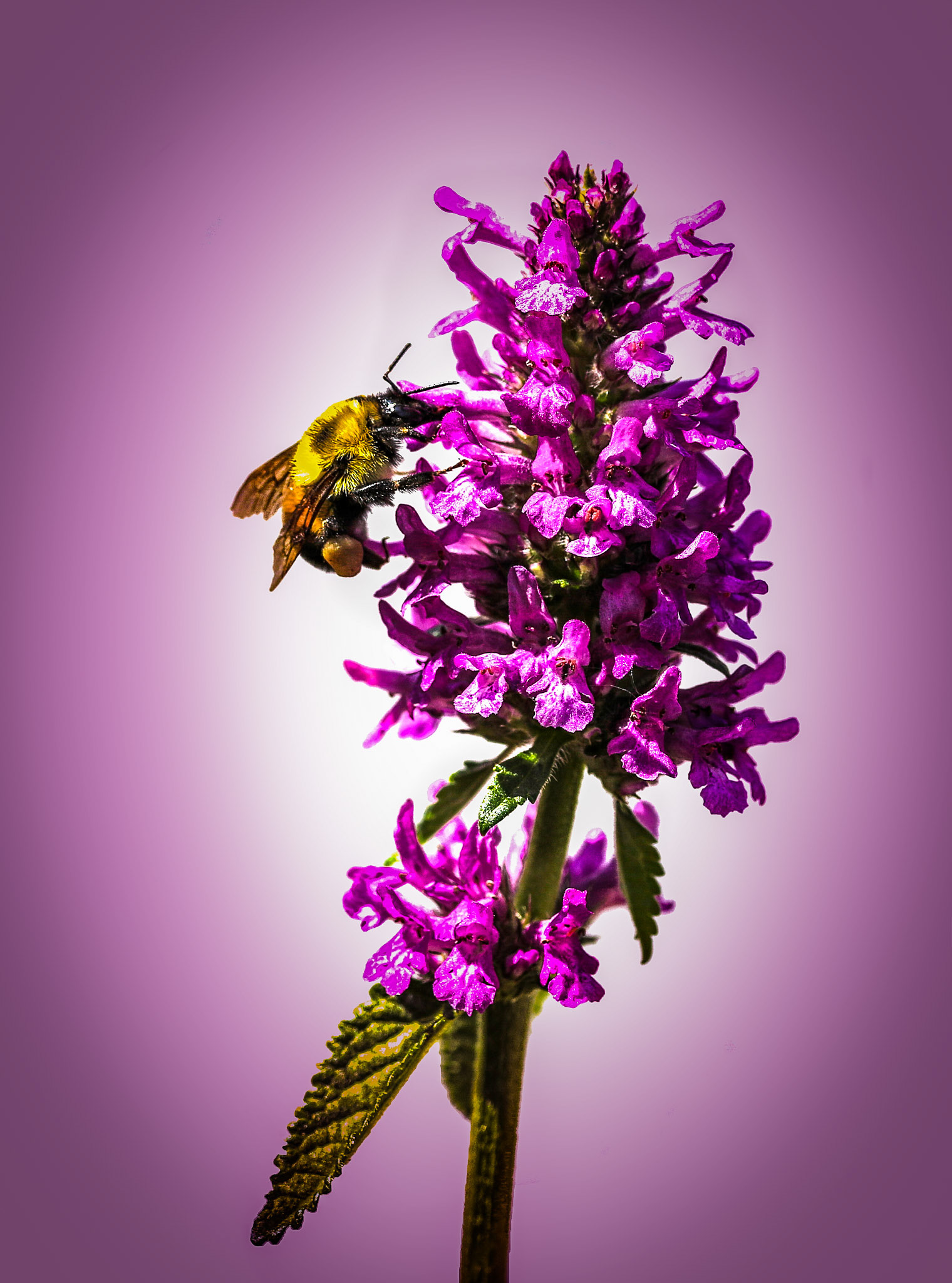 Jerry Katz - Insects