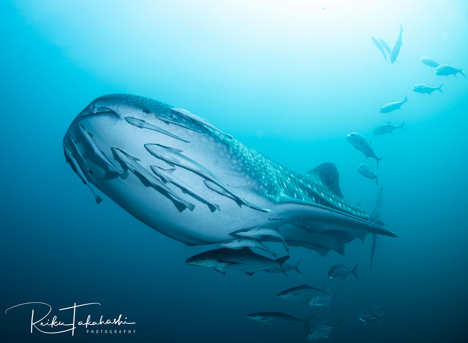 reiko takahashi - Big sea life