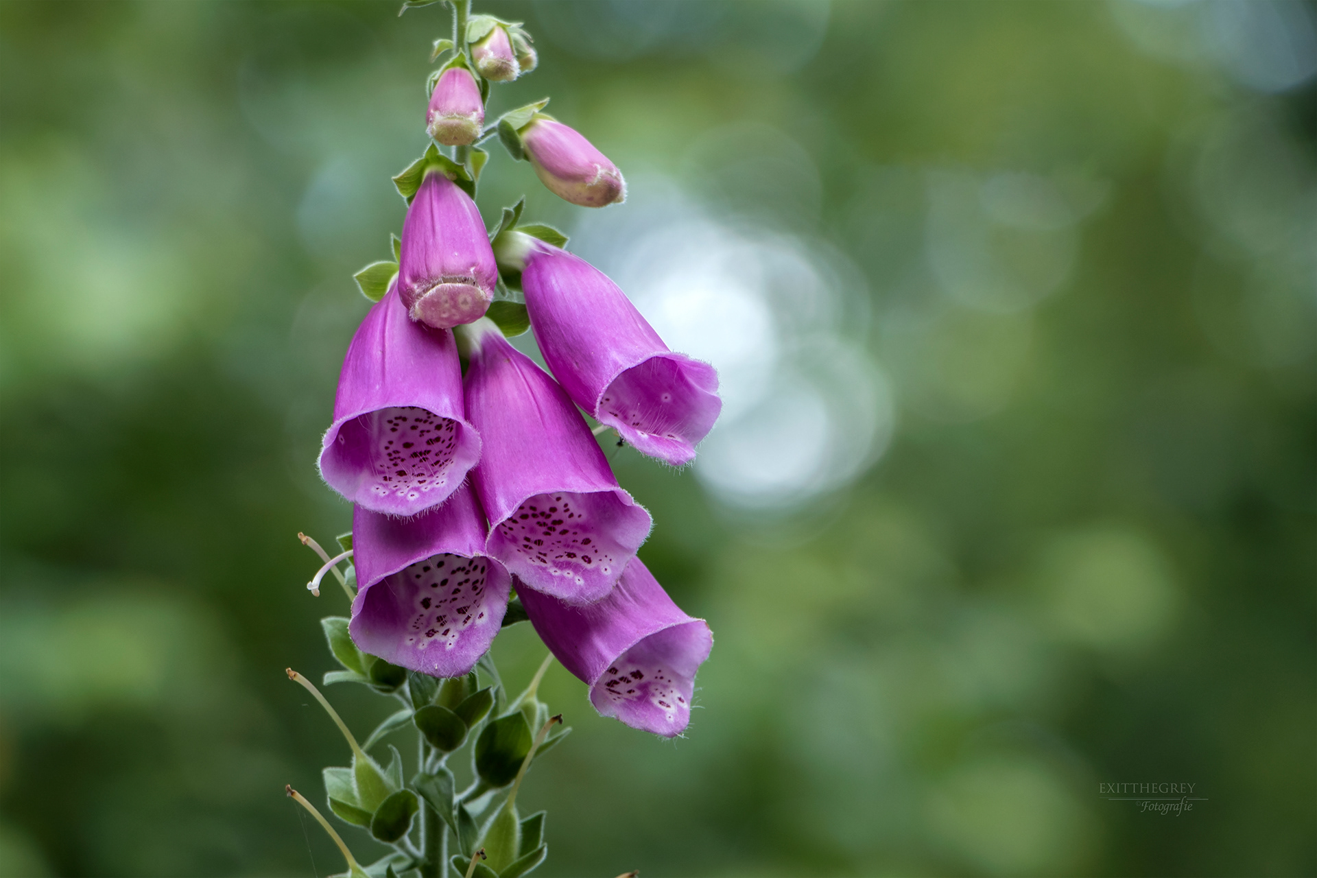 Photographer Ria de Boer Leistra - Flora