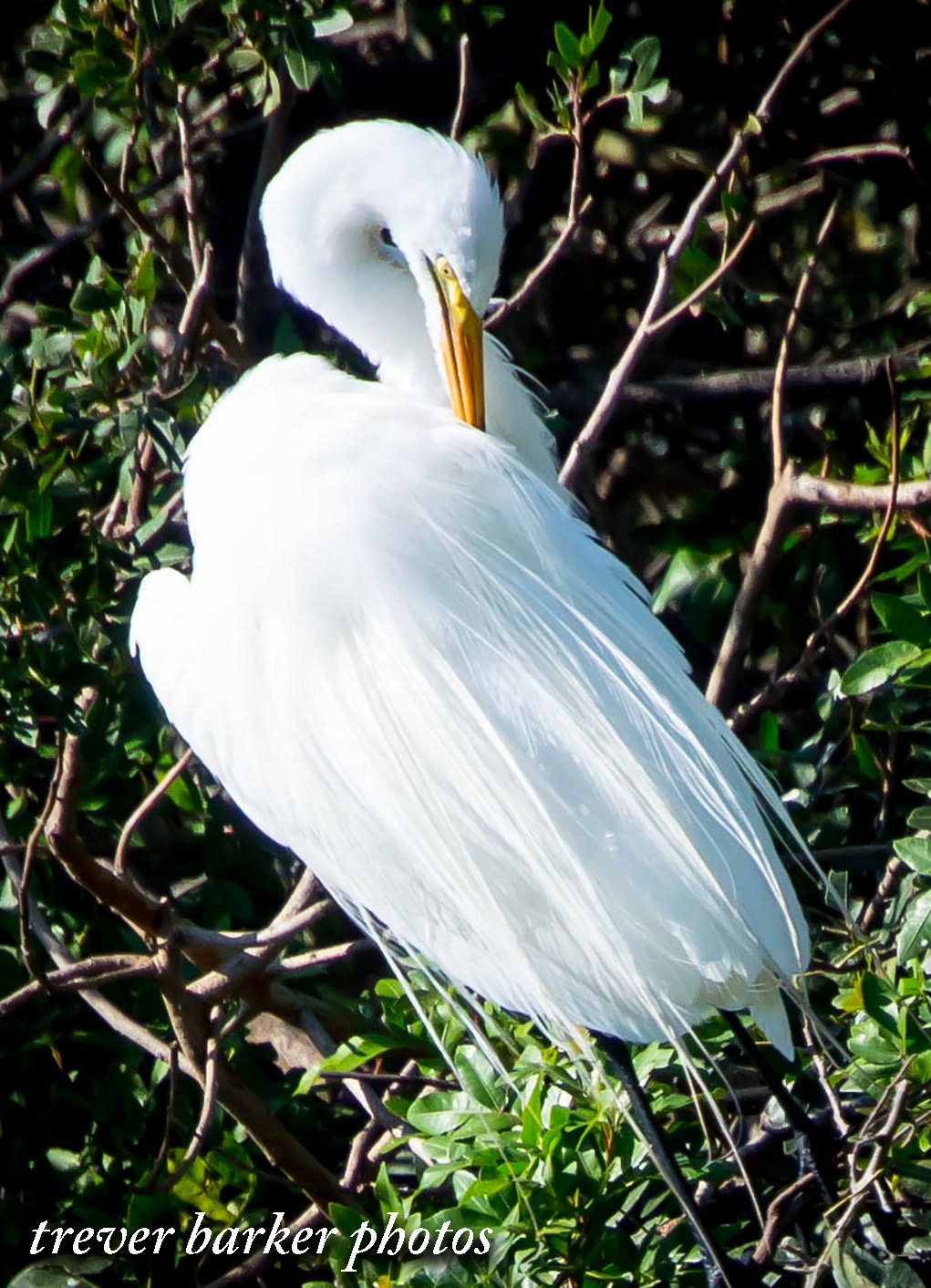 Trever Barker - Magazine ad for local car dealership.