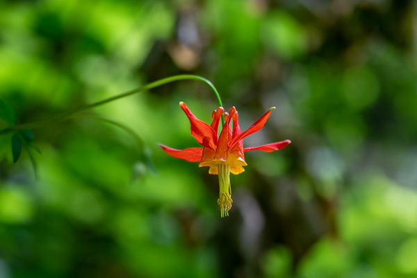 Kerry Key - Wildflowers