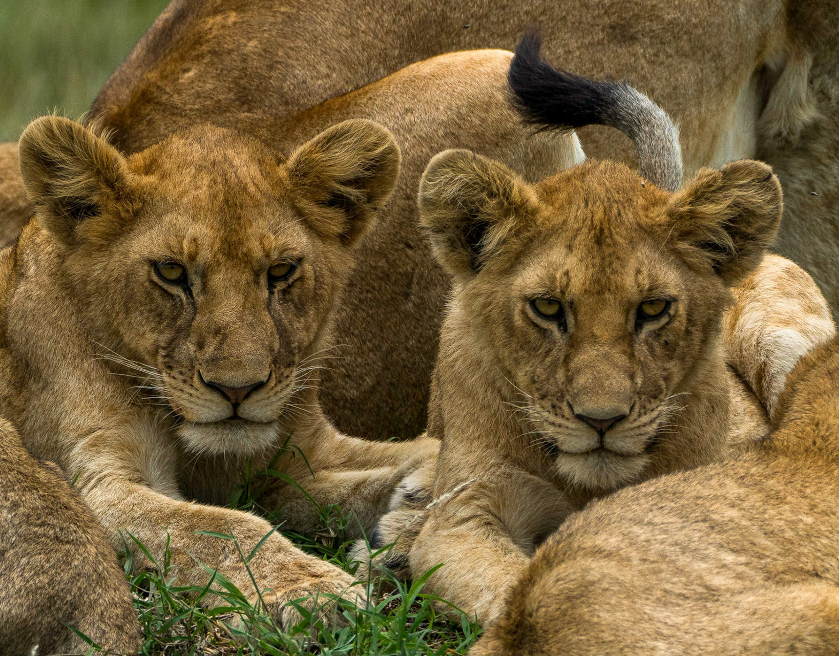 Jeremy Boggs - WILDLIFE