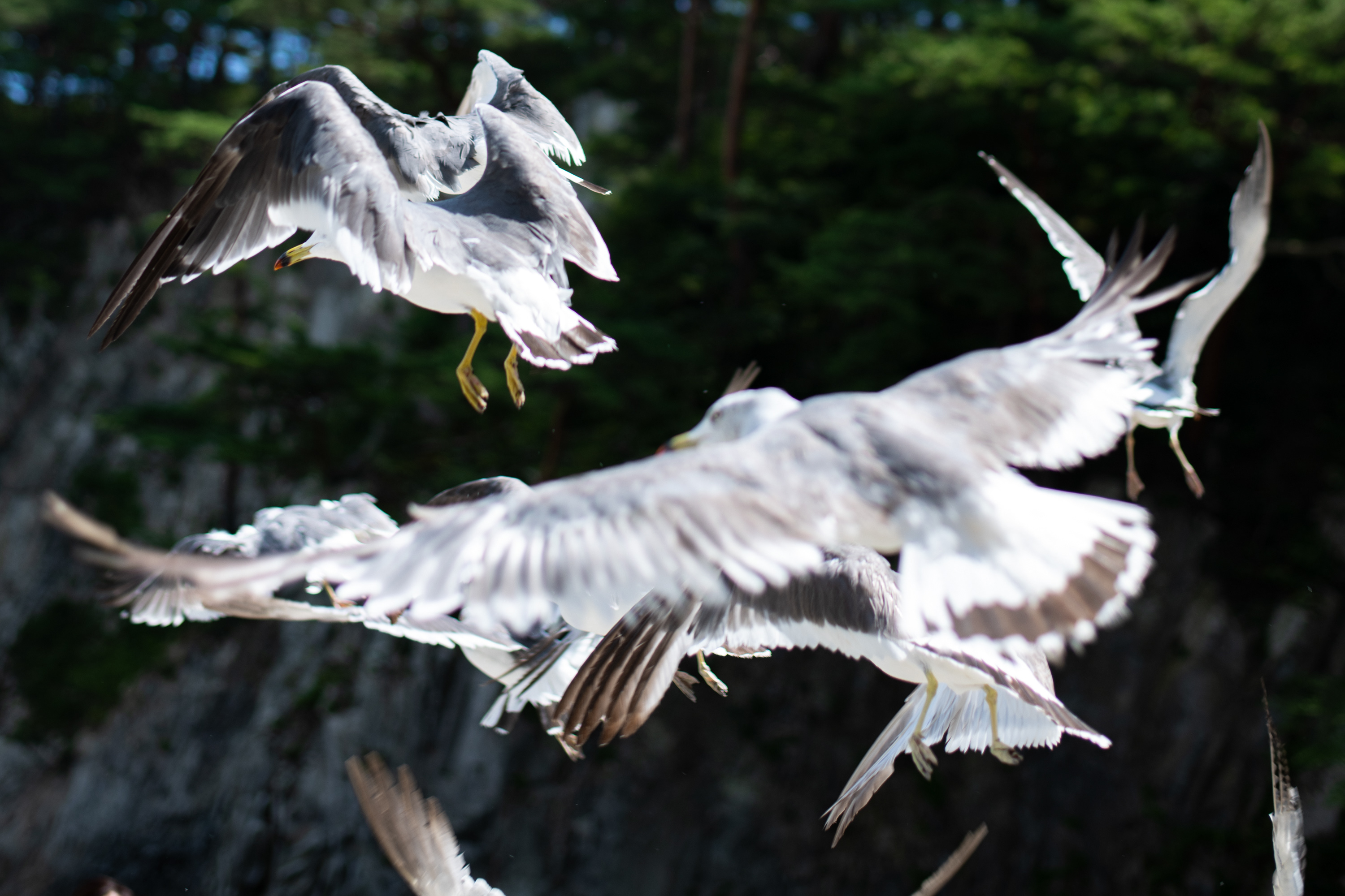 Naoki Nakashima Photograph Works