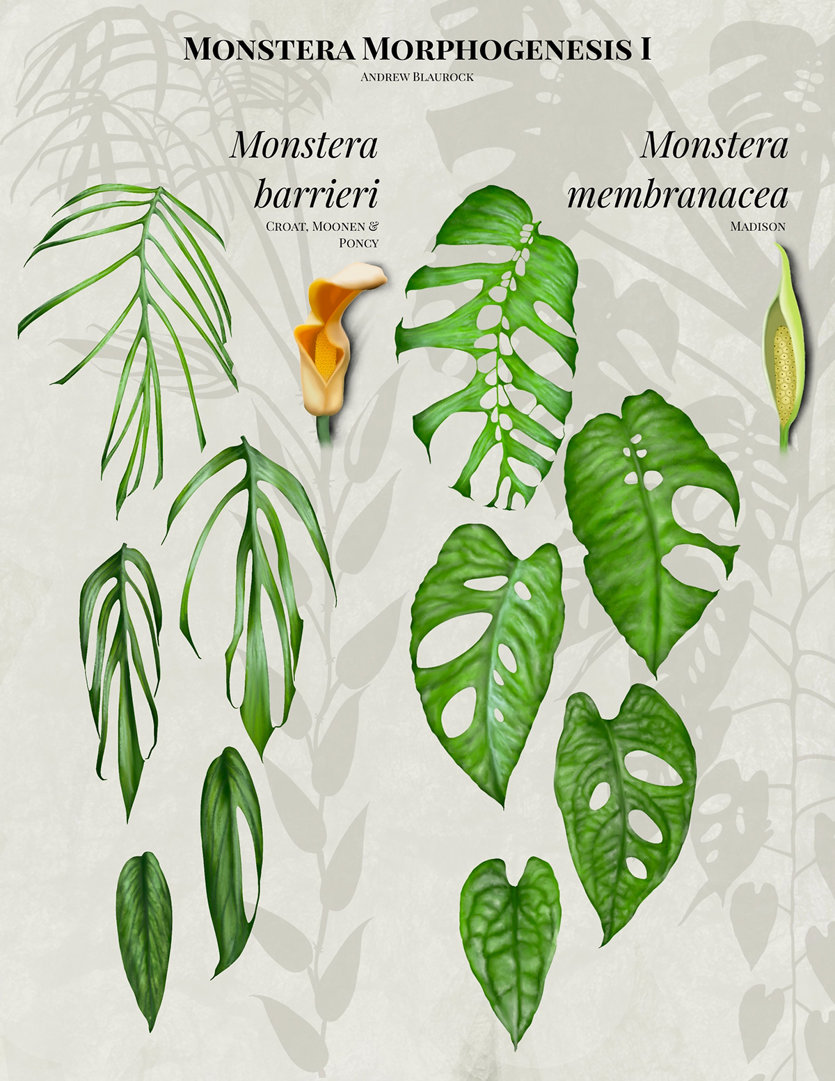 Andrew Blaurock - Monstera Morphogenesis I