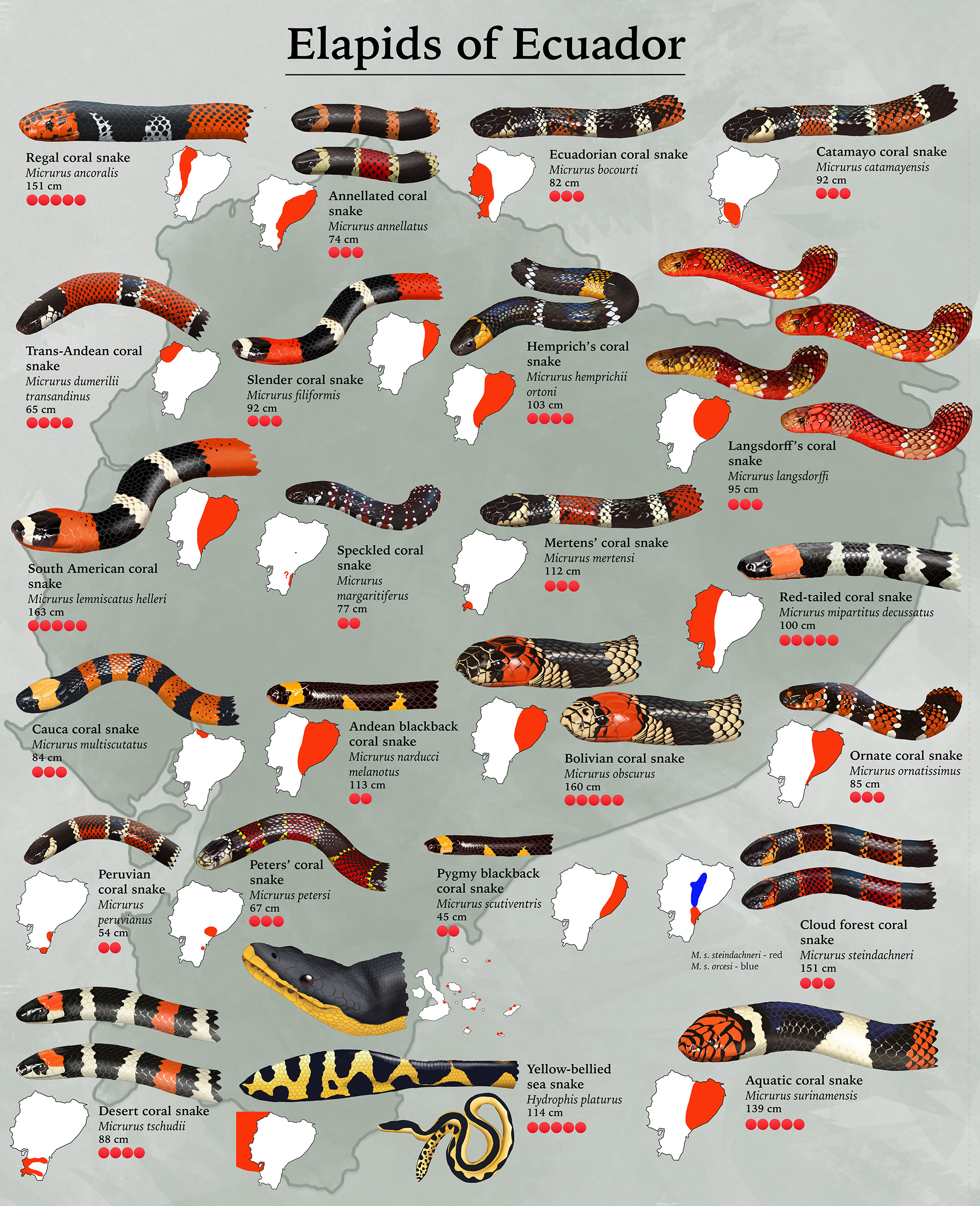 Andrew Blaurock - Elapids of Ecuador