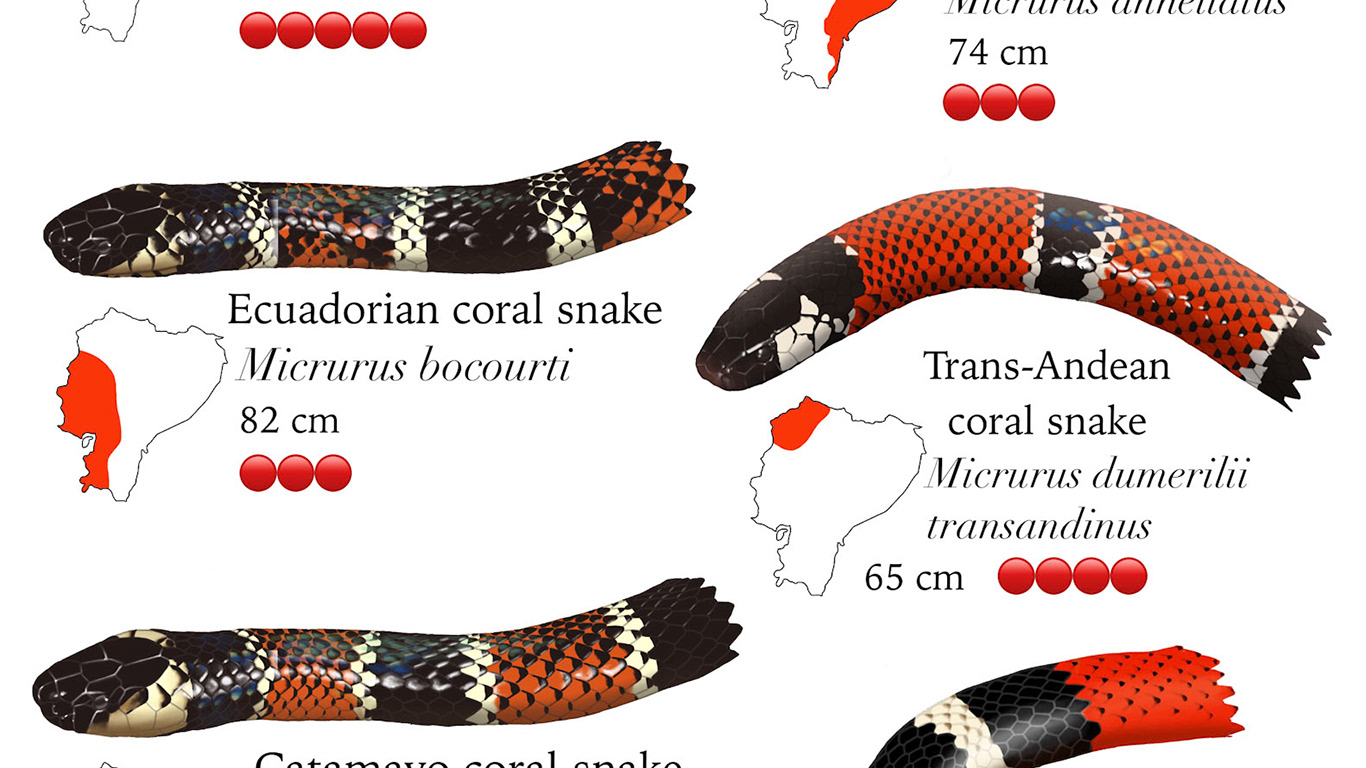 Andrew Blaurock - IUCN Red-Listed Coral Snakes